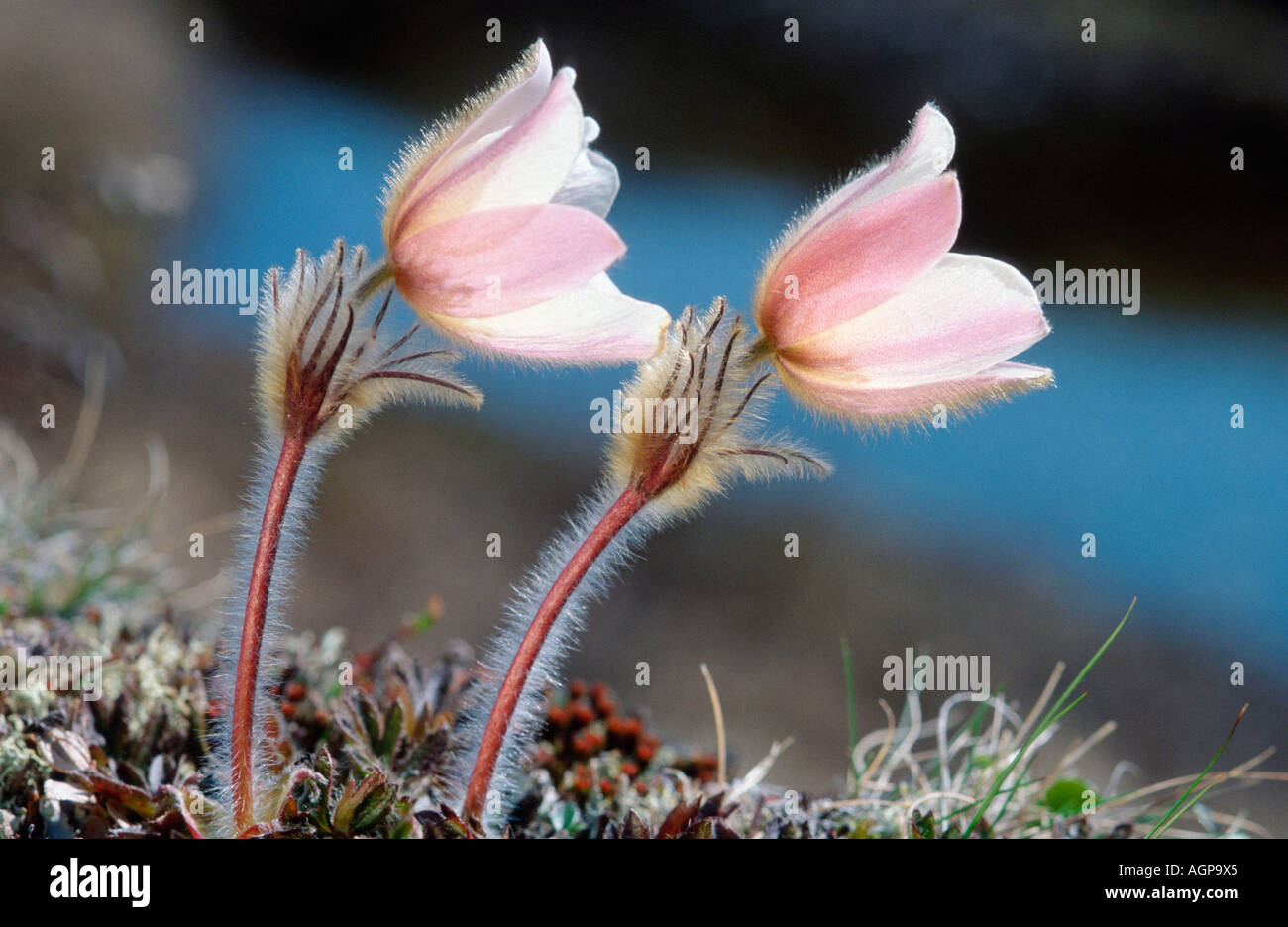 Pale pasque flower hi-res stock photography and images - Alamy