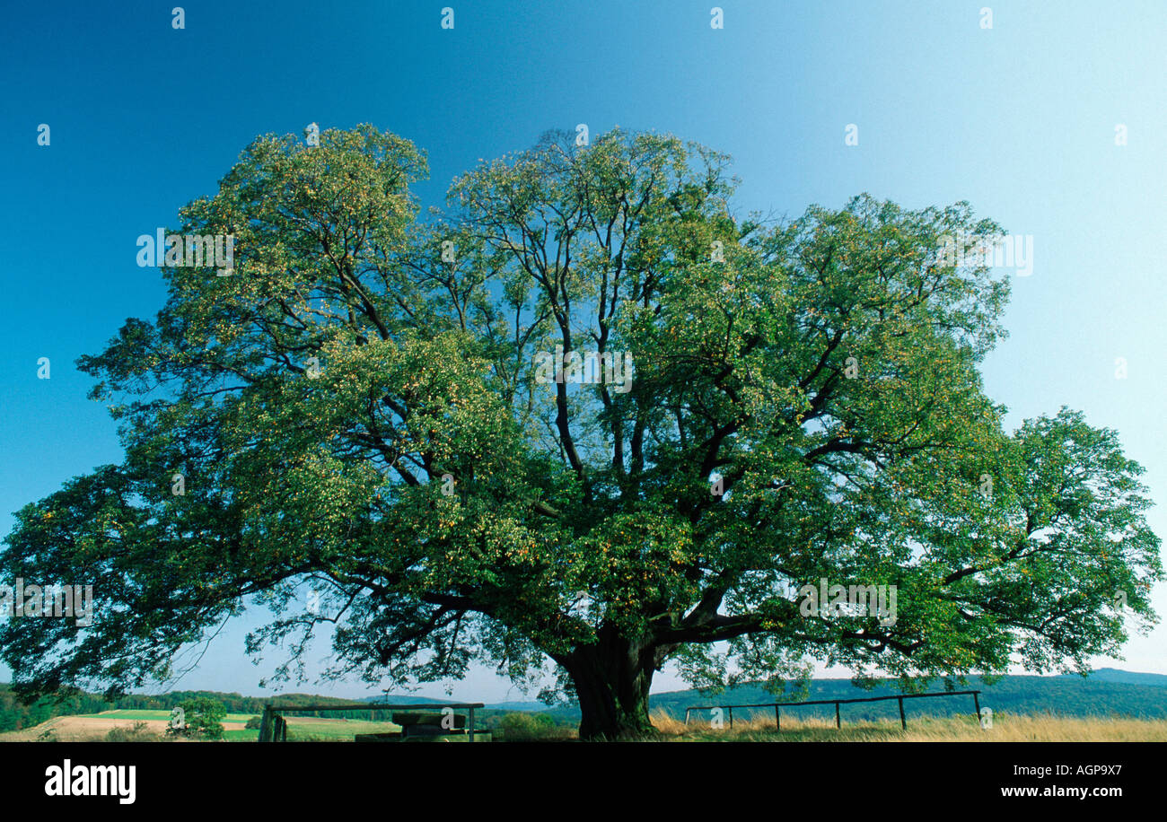 Very old lime trees hi-res stock photography and images - Alamy