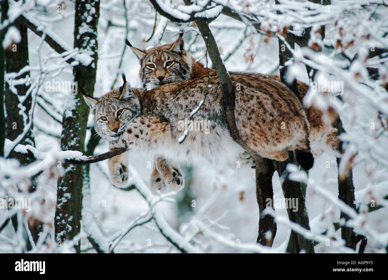 Two lynx lying on hi-res stock photography and images - Alamy