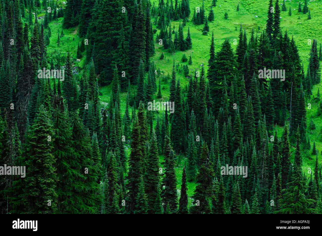 pine forrest in the foot hills of Mt. Rainier National Park, Washington ...