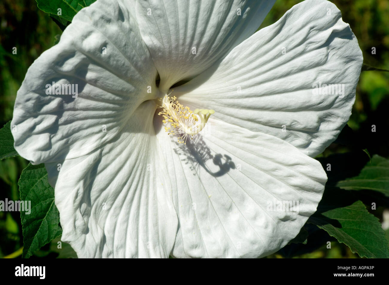 large white flower Stock Photo - Alamy