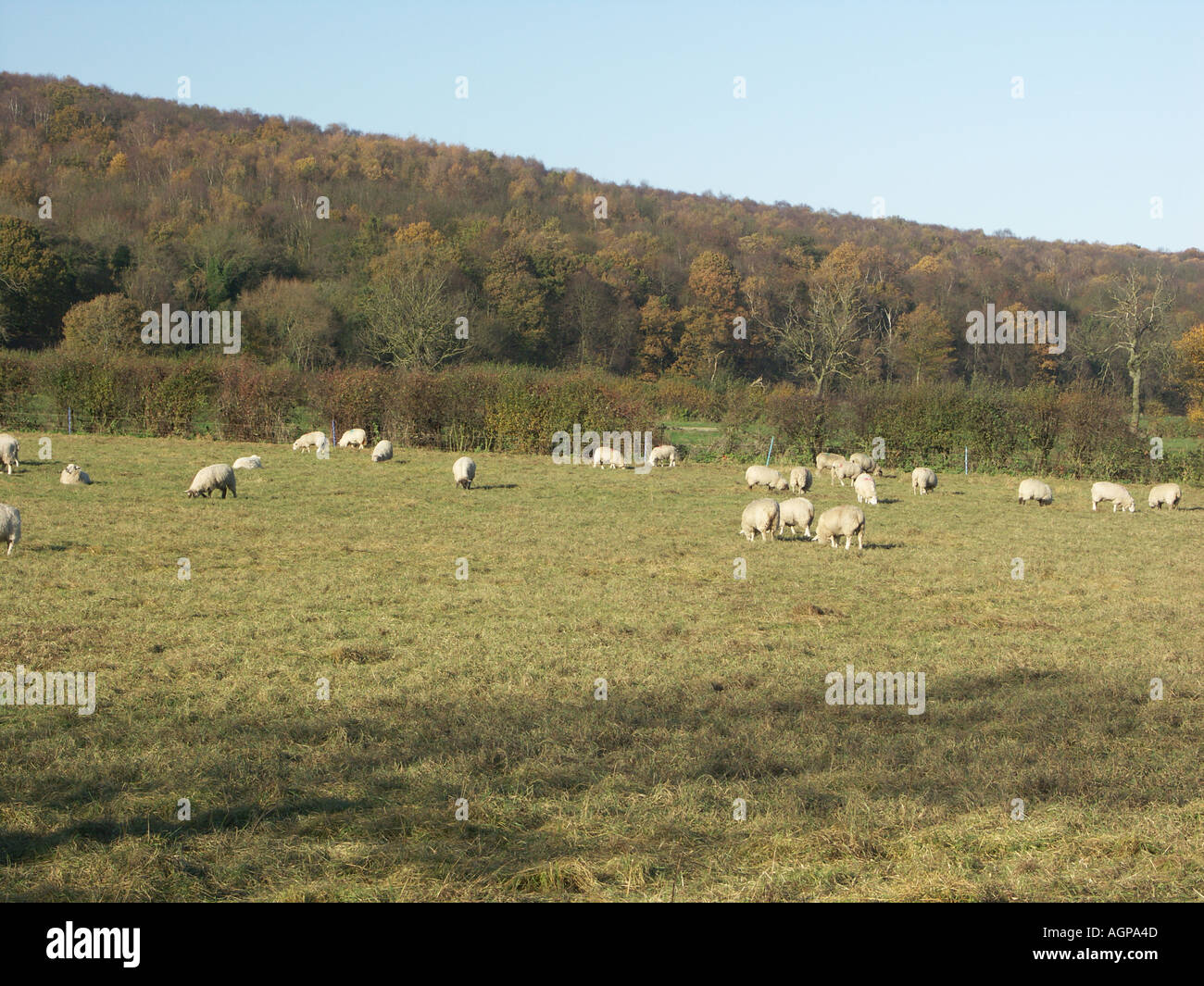 Field of sheep with Hopwas woods in the background Stock Photo - Alamy
