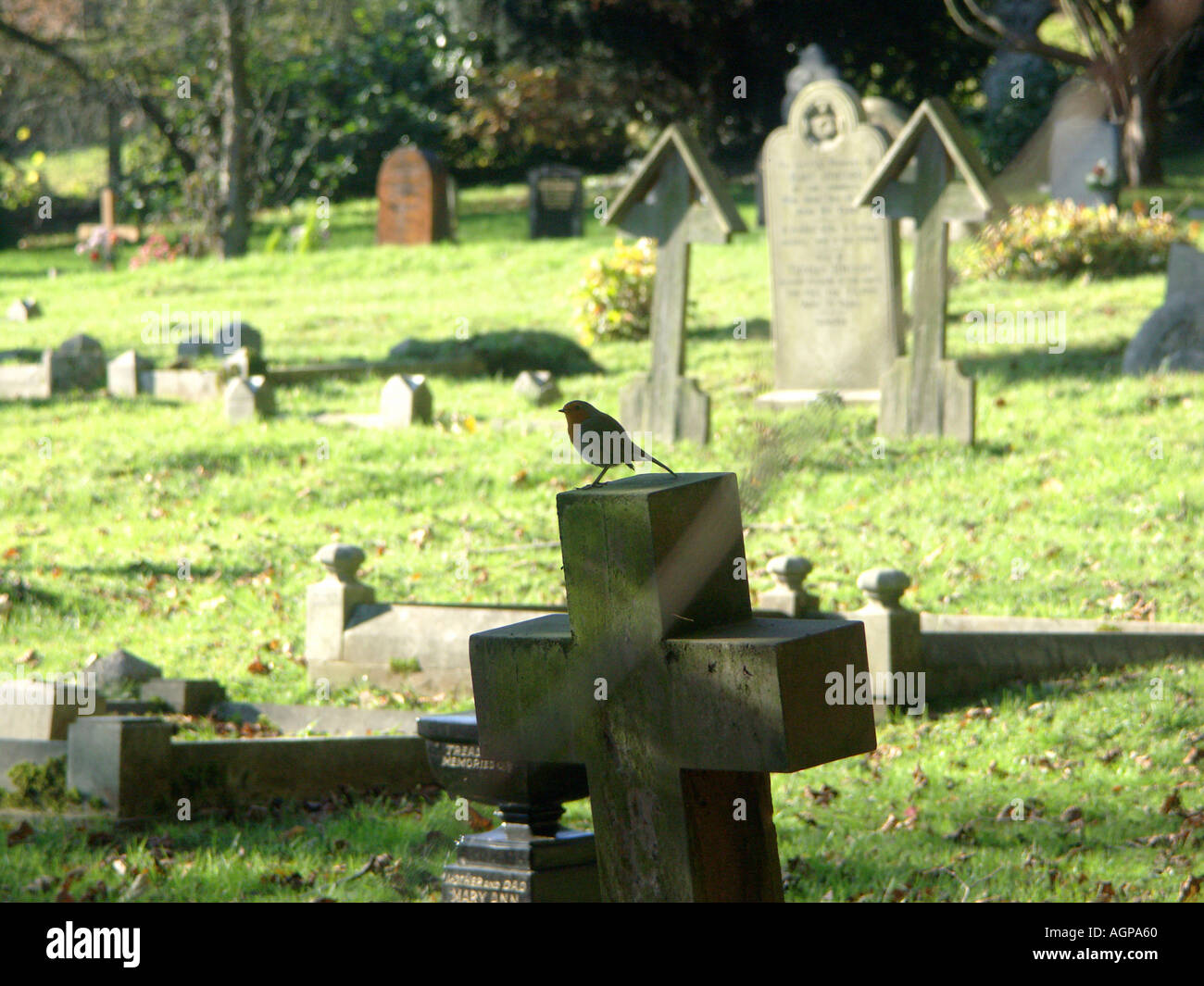 Robin on gravestone hi-res stock photography and images - Alamy
