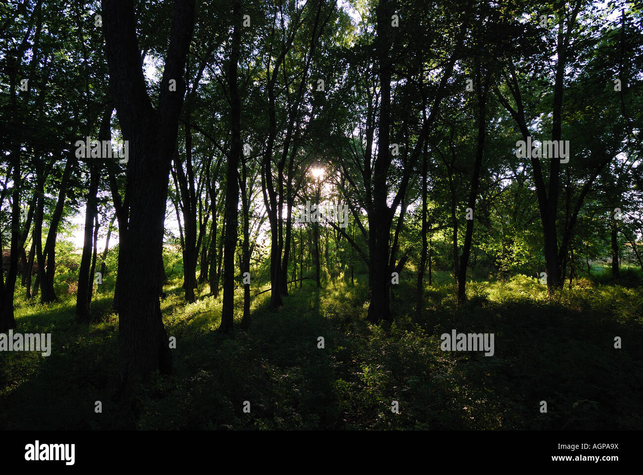 tree silhouette woods bright sunshine dark branches iowa july summer ...