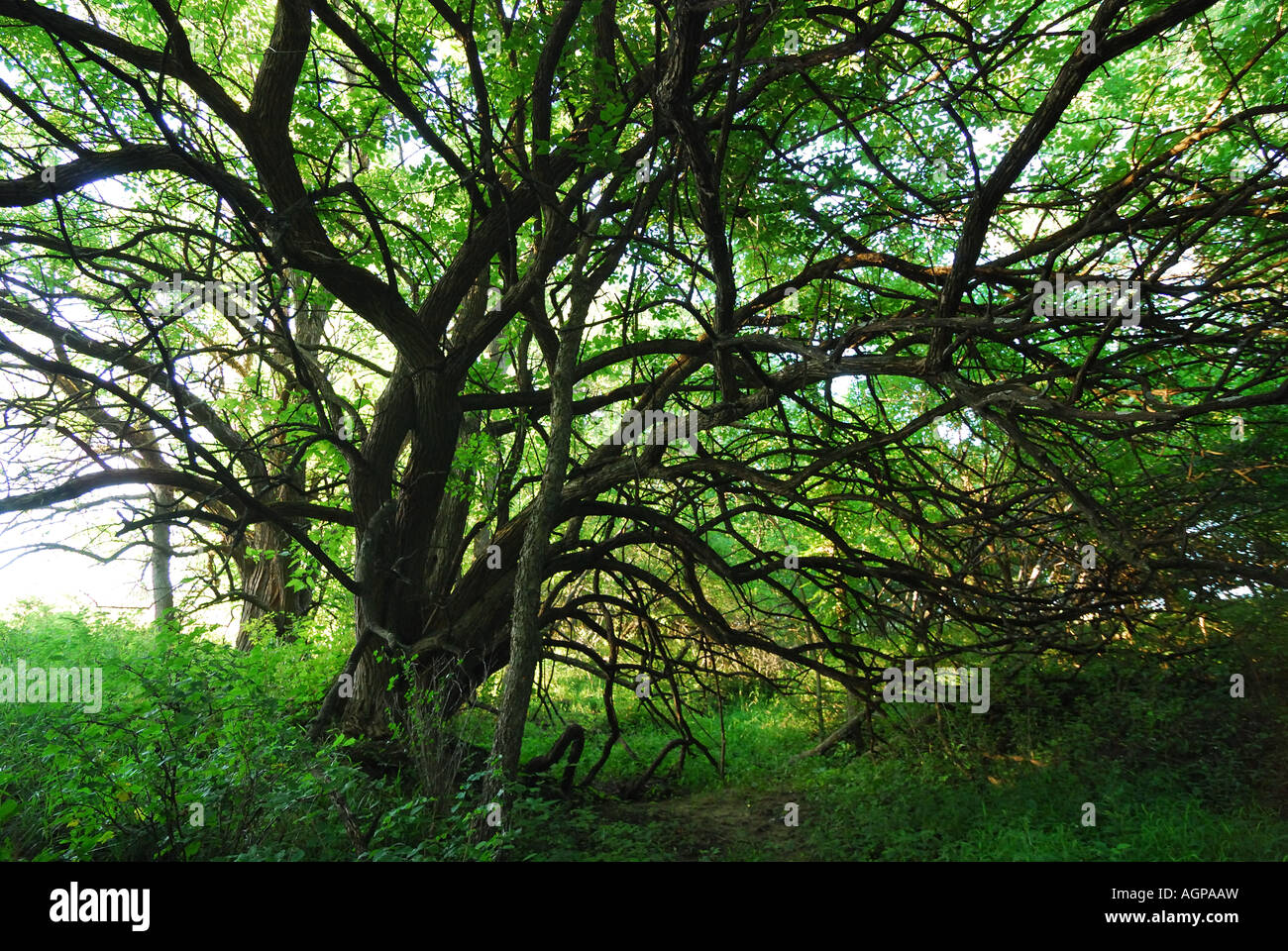 tree silhouette woods bright sunshine dark branches iowa july summer ...