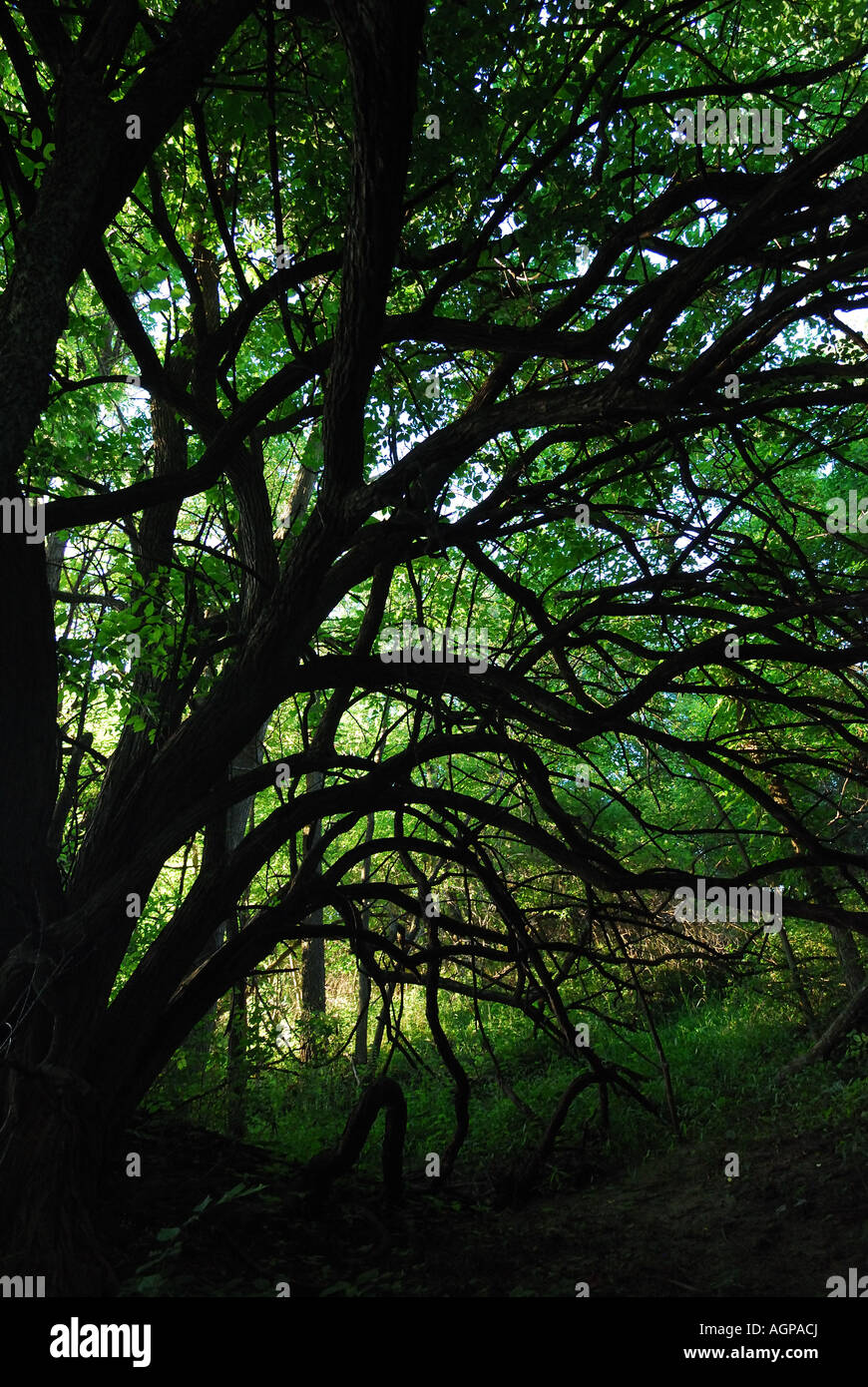 Iowa Warren County July summer tree silhouette medusa woods bright ...