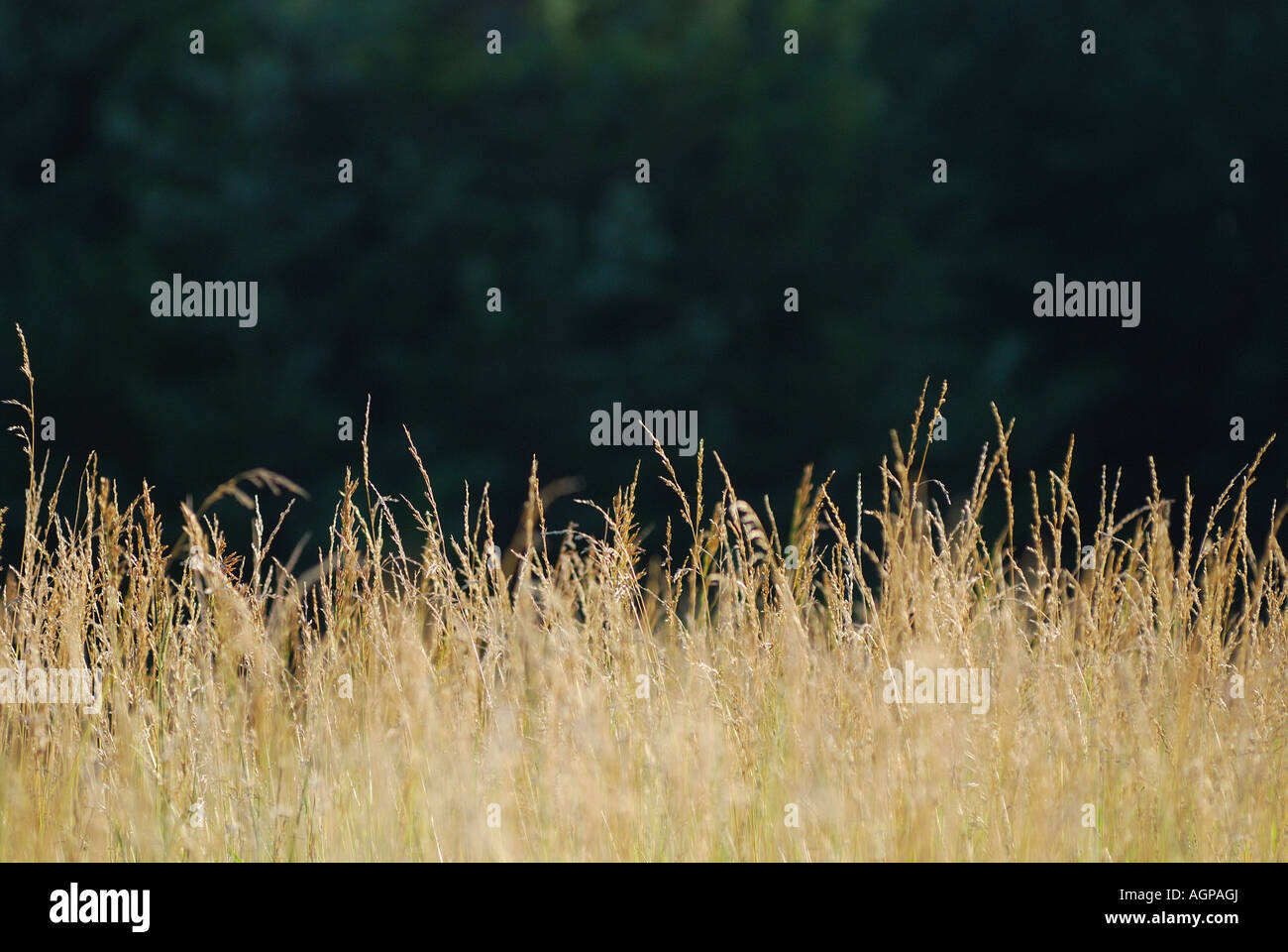 Tan grass and dark green trees landscape horizontal bands stark pasture ...