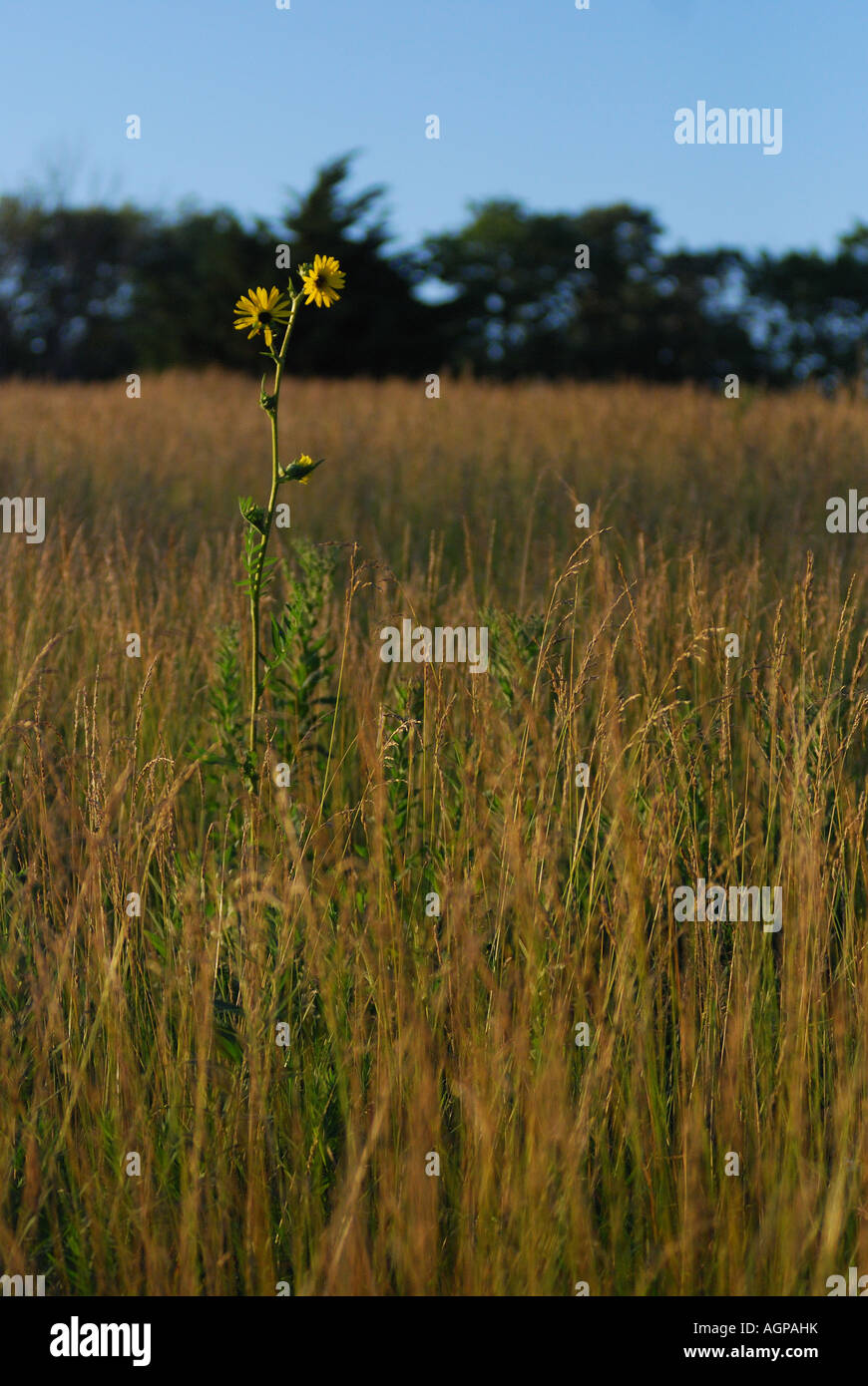 Compass plant in pasture brown grasses seedheads green trees prairie ...