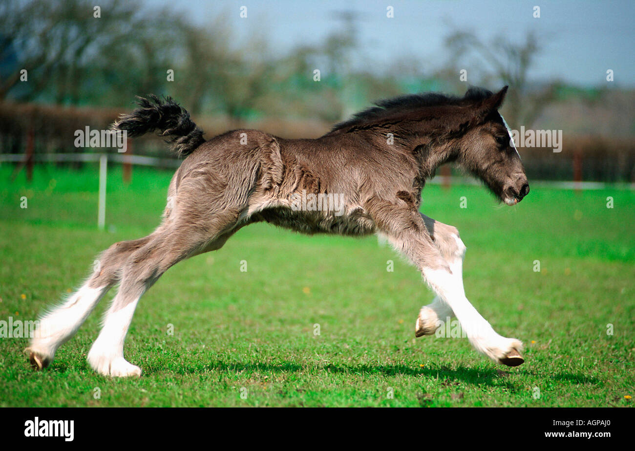 Galloping shire horse hi-res stock photography and images - Alamy