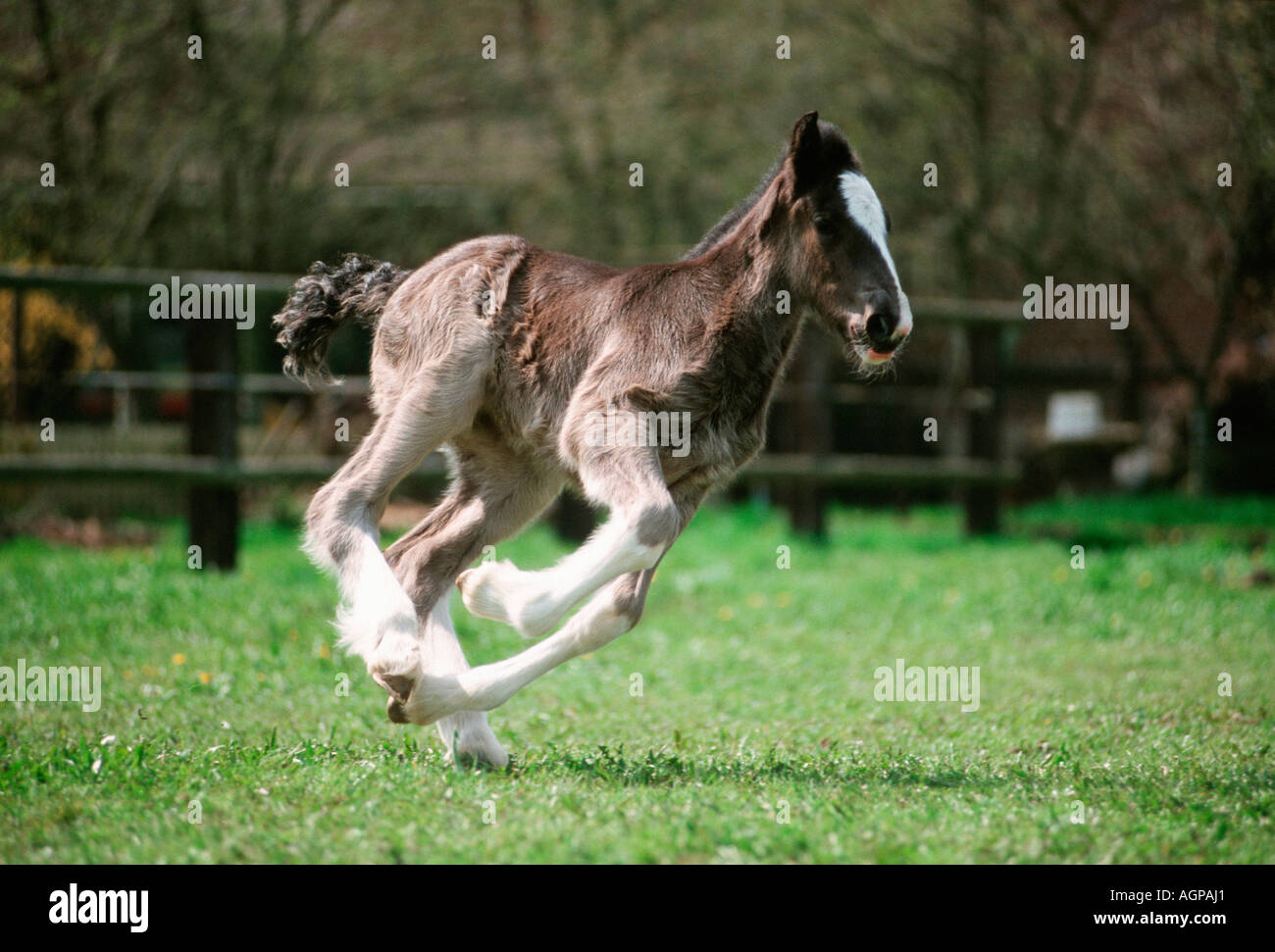 Galloping shire horse hi-res stock photography and images - Alamy