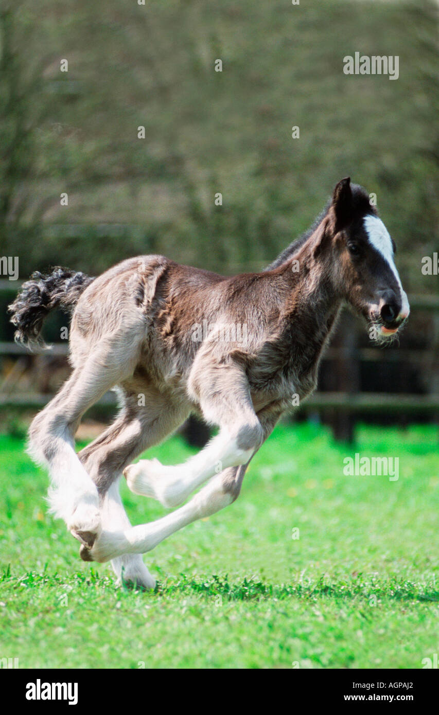 Shire horses galloping hi-res stock photography and images - Alamy