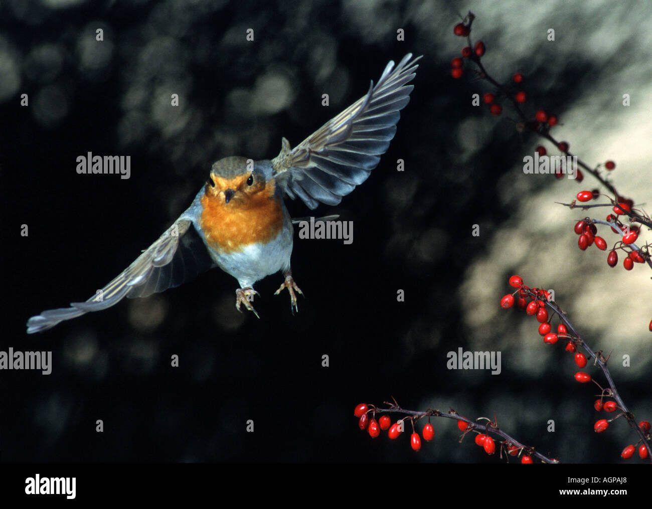Format robin hi-res stock photography and images - Alamy