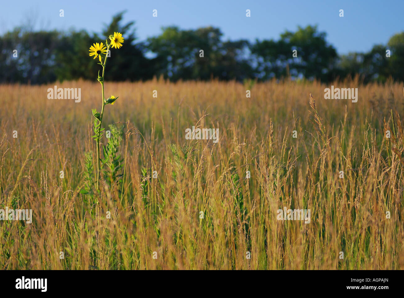 Compass plant in pasture brown grasses seedheads green trees prairie ...