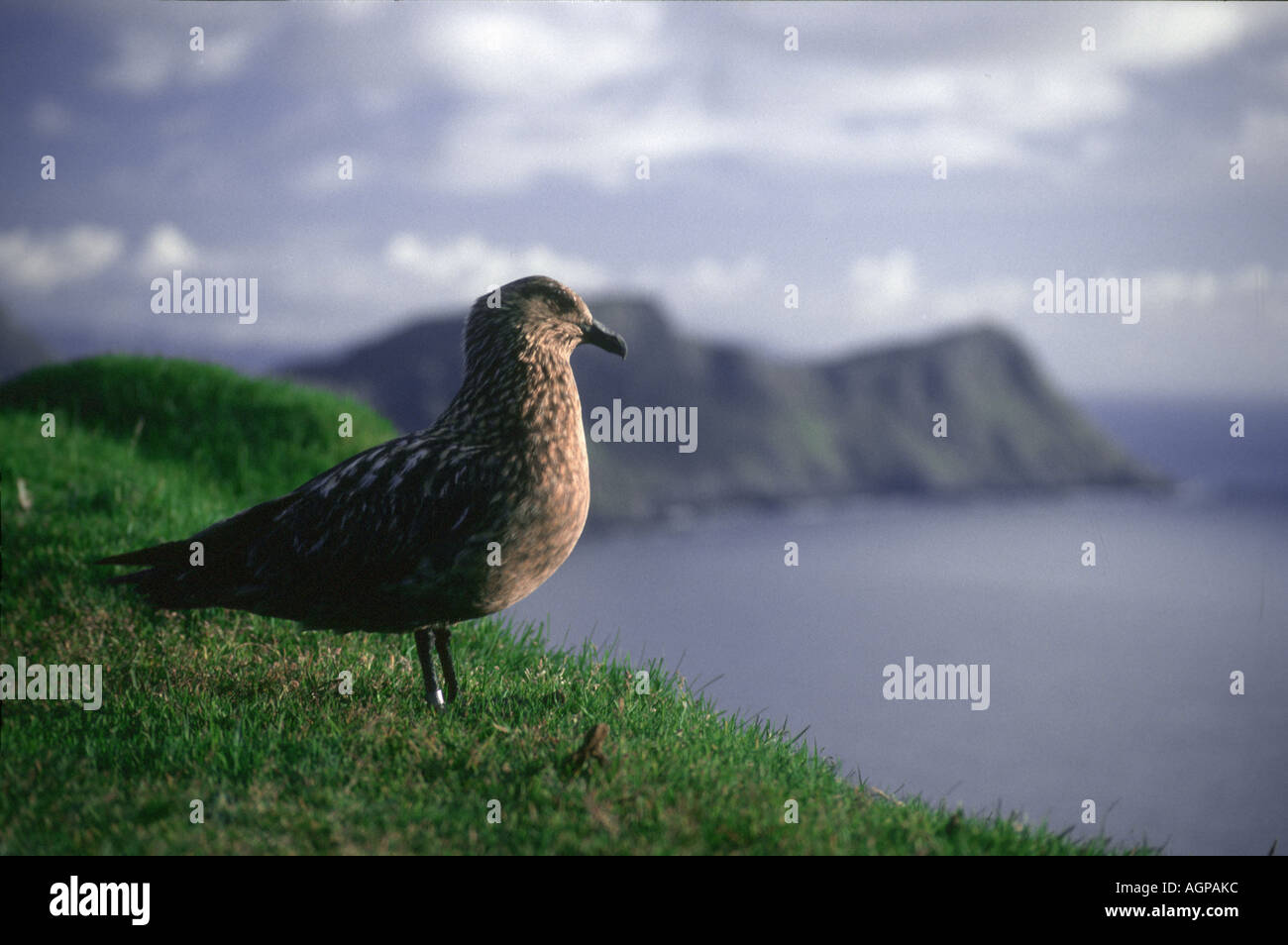 Great skua stercorarius skua runde hi-res stock photography and images - Alamy