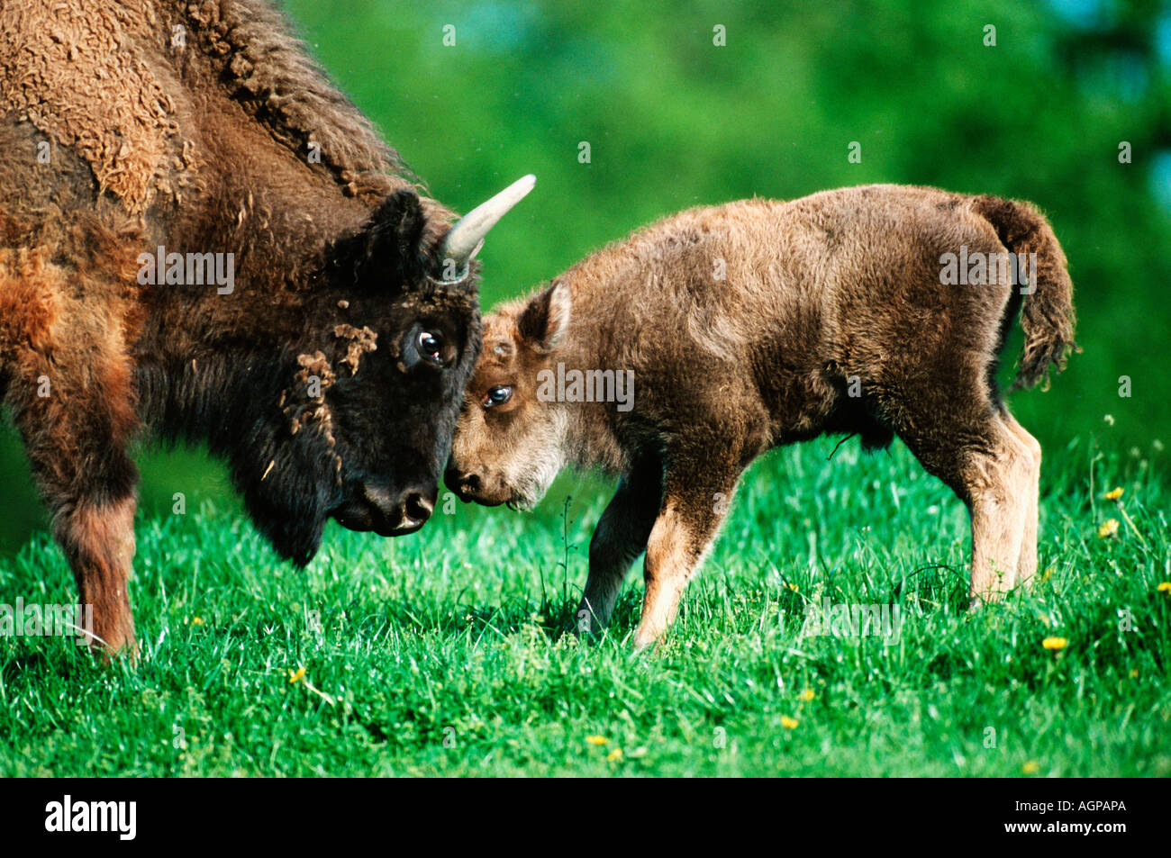 Young female european bison hi-res stock photography and images - Alamy