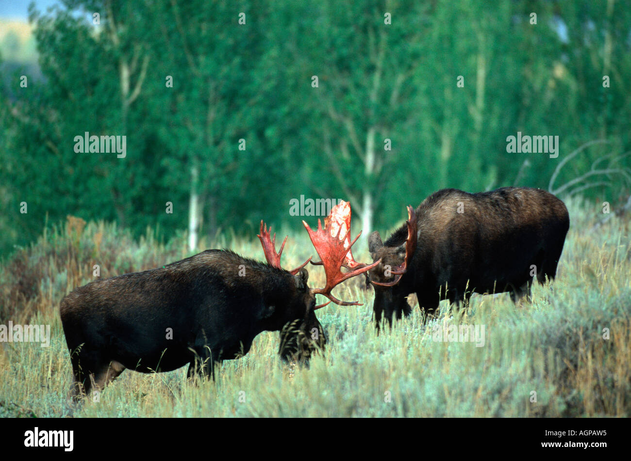 Moose and fighting hi-res stock photography and images - Alamy