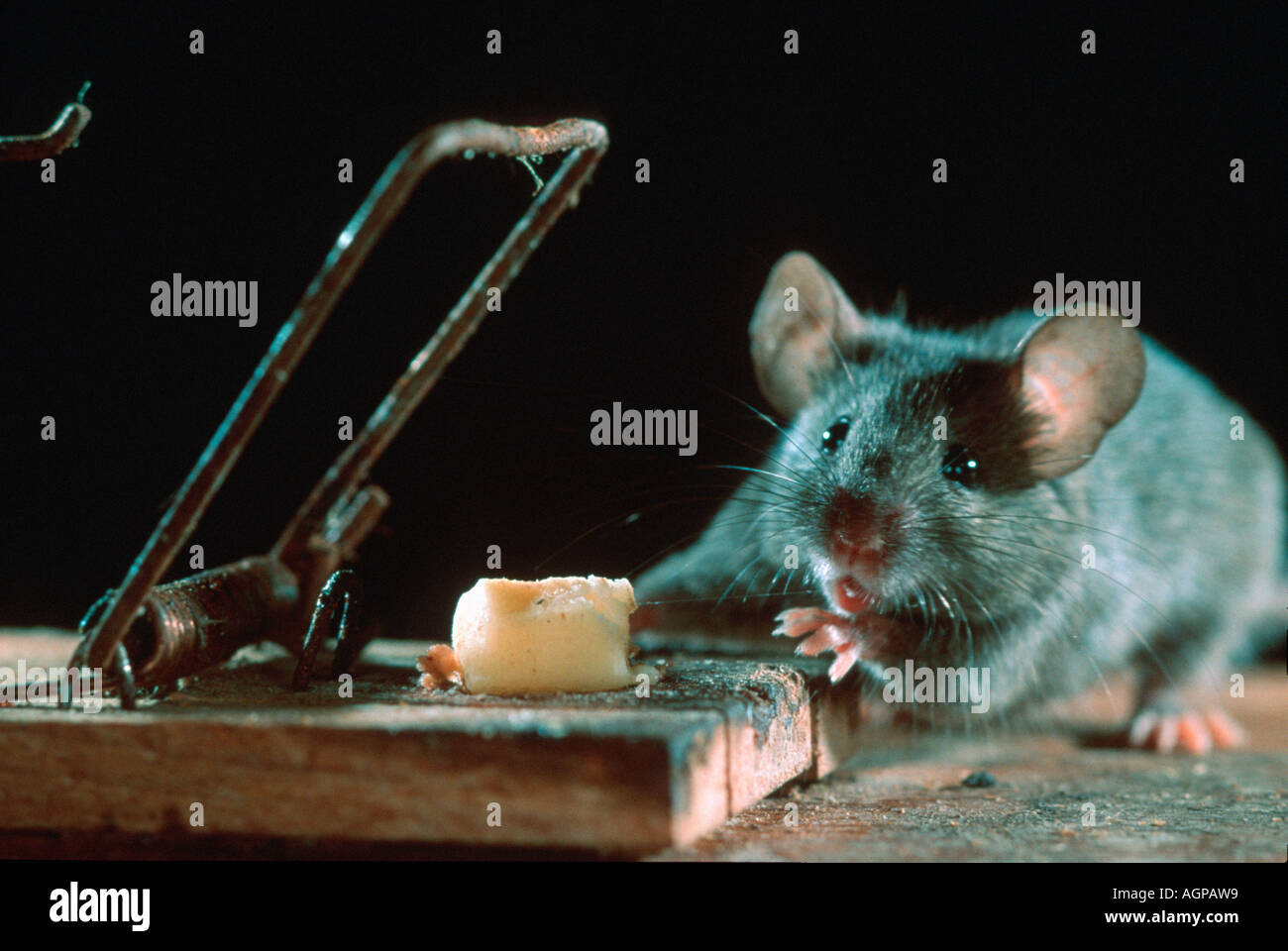Danger Mouse Stock Photos & Danger Mouse Stock Images - Alamy