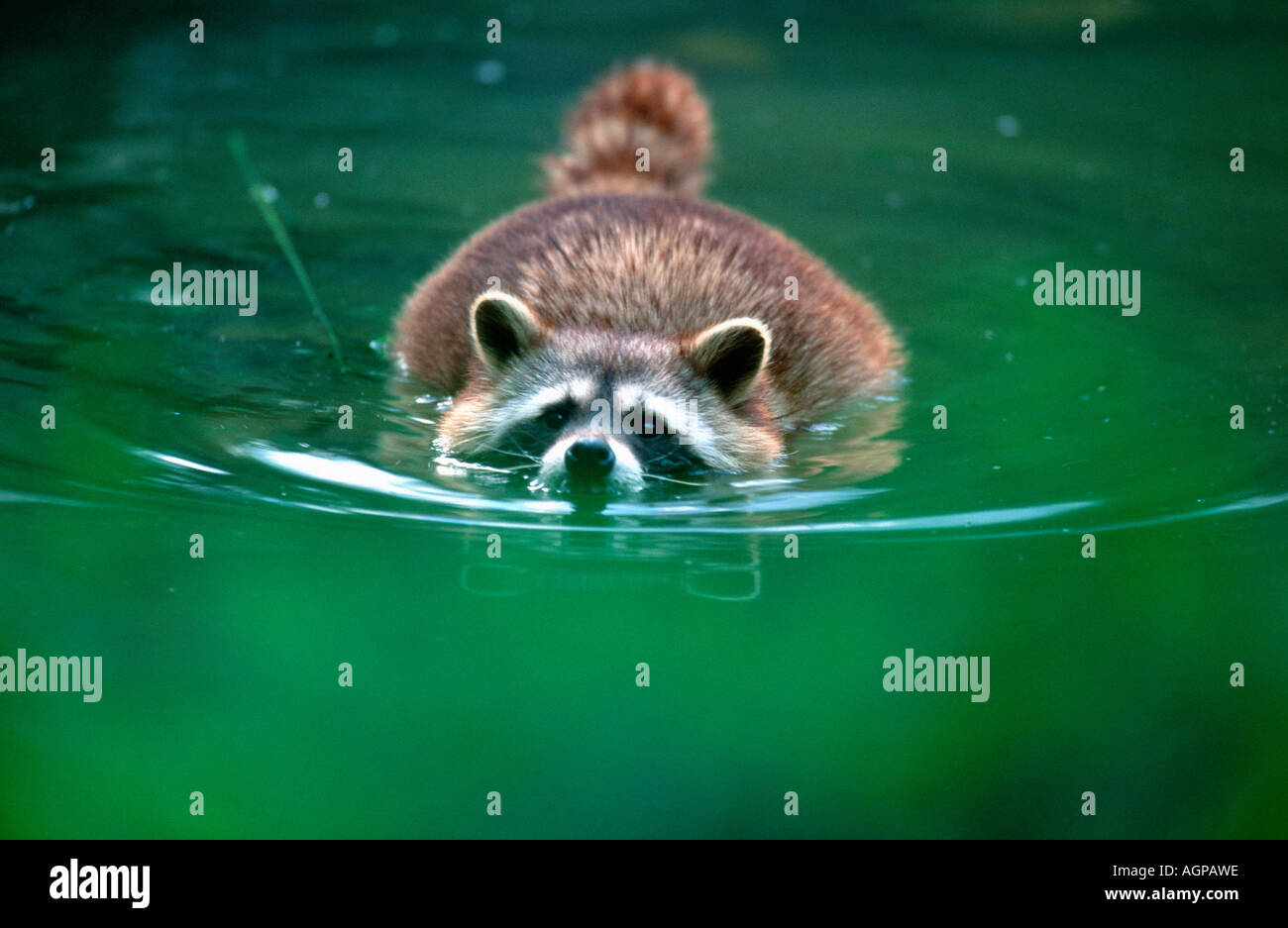 Raccoon swimming not butterfly hi-res stock photography and images - Alamy
