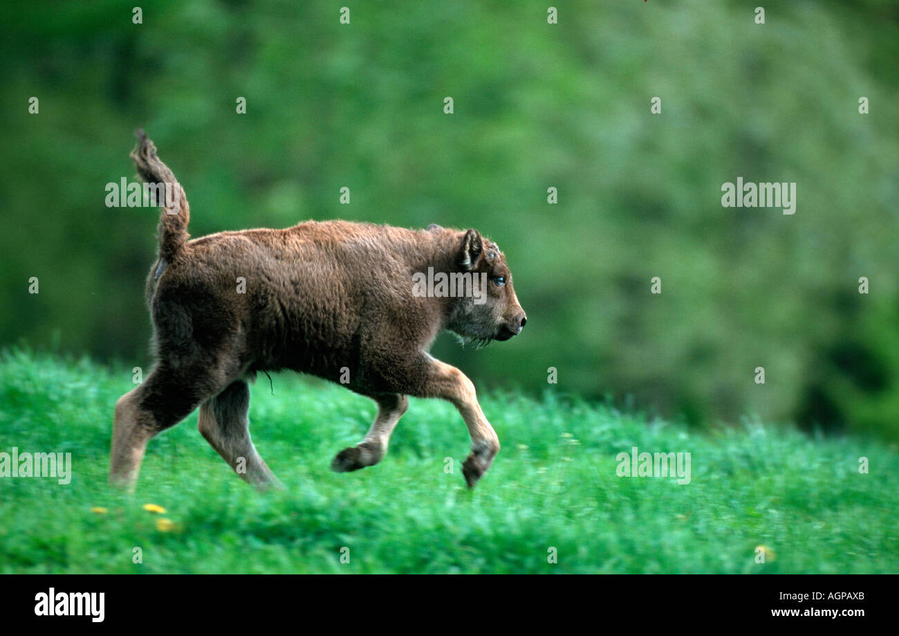 Running bison calf hi-res stock photography and images - Alamy