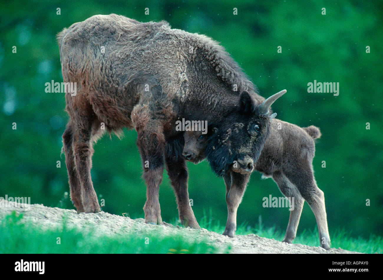 Young female european bison hi-res stock photography and images - Alamy