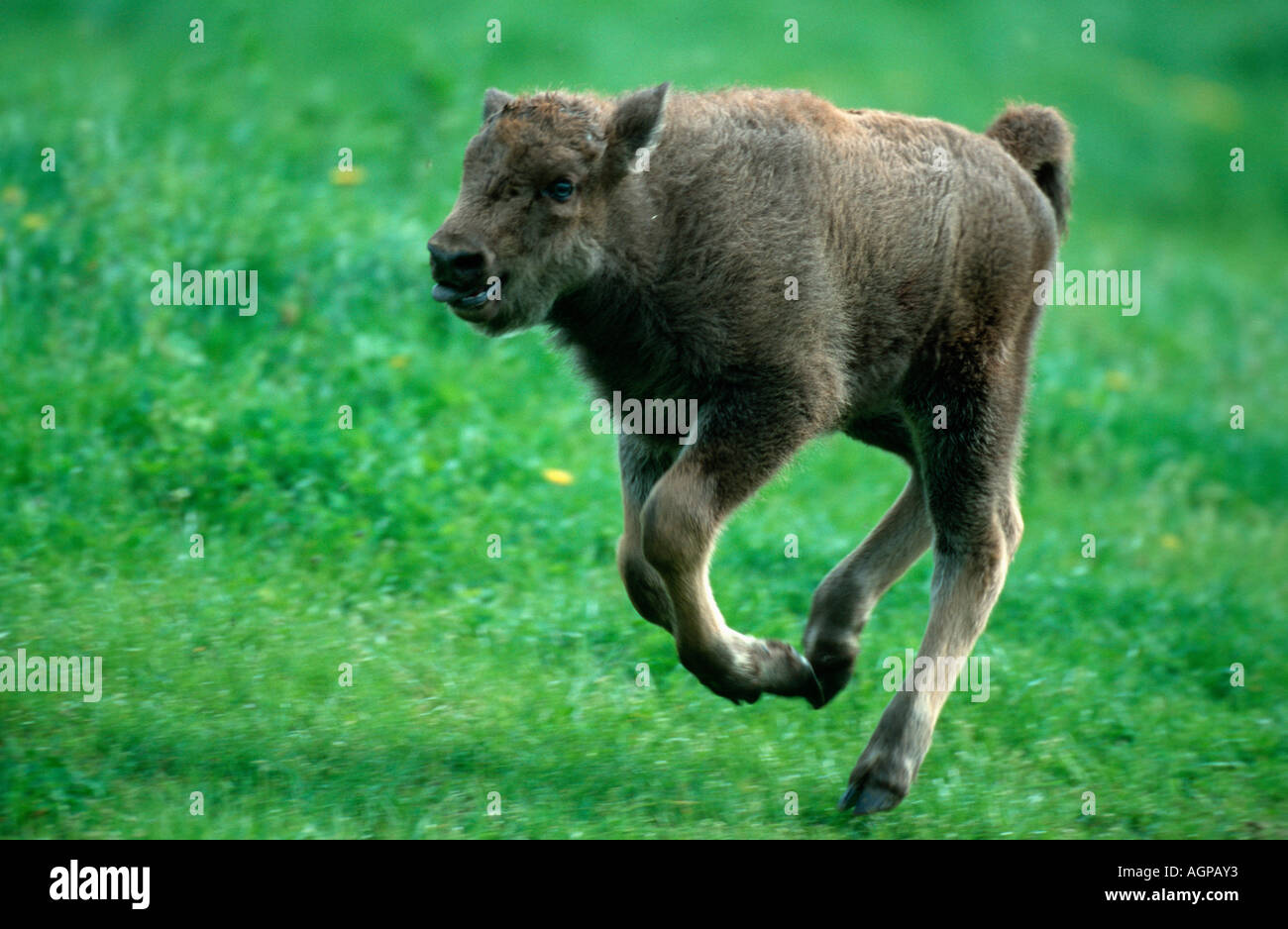 Running bison calf hi-res stock photography and images - Alamy
