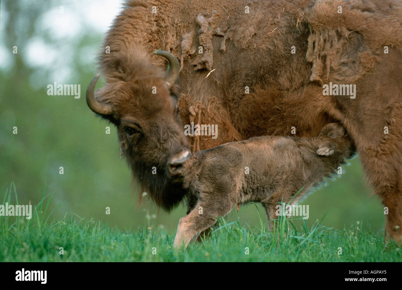 Young bison nursing hi-res stock photography and images - Alamy