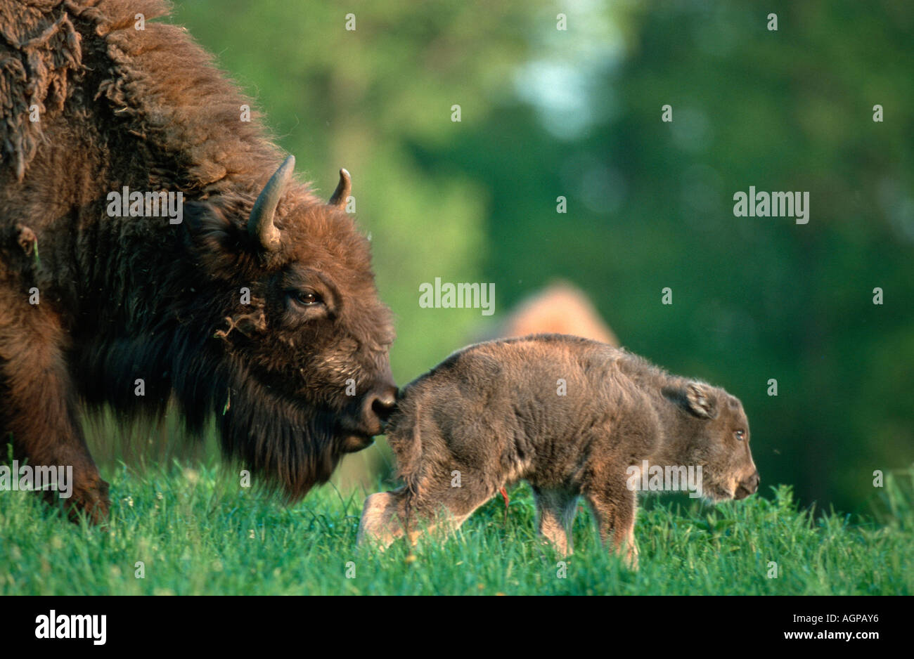 The european bison hi-res stock photography and images - Alamy