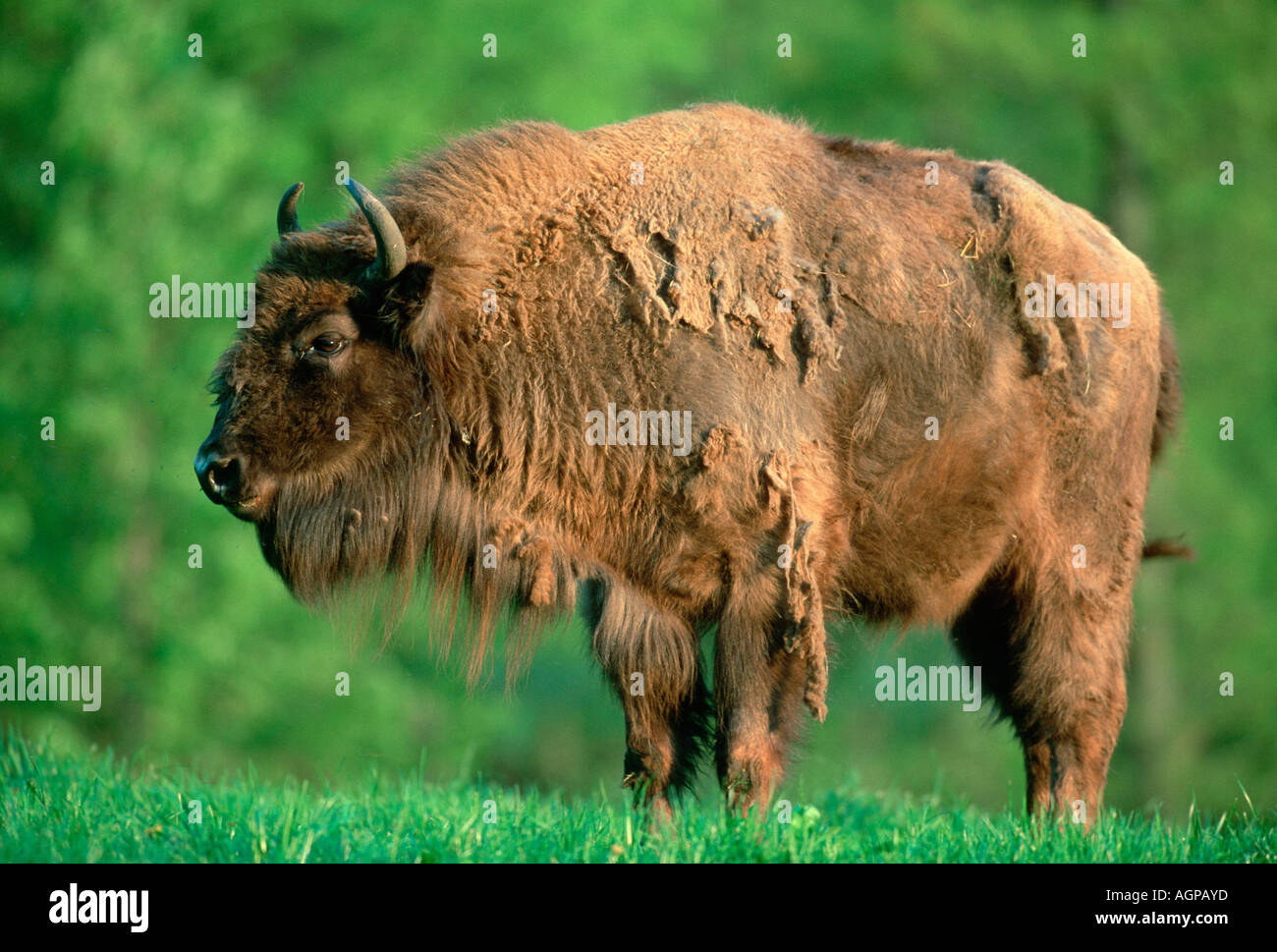 Europa bison hi-res stock photography and images - Alamy