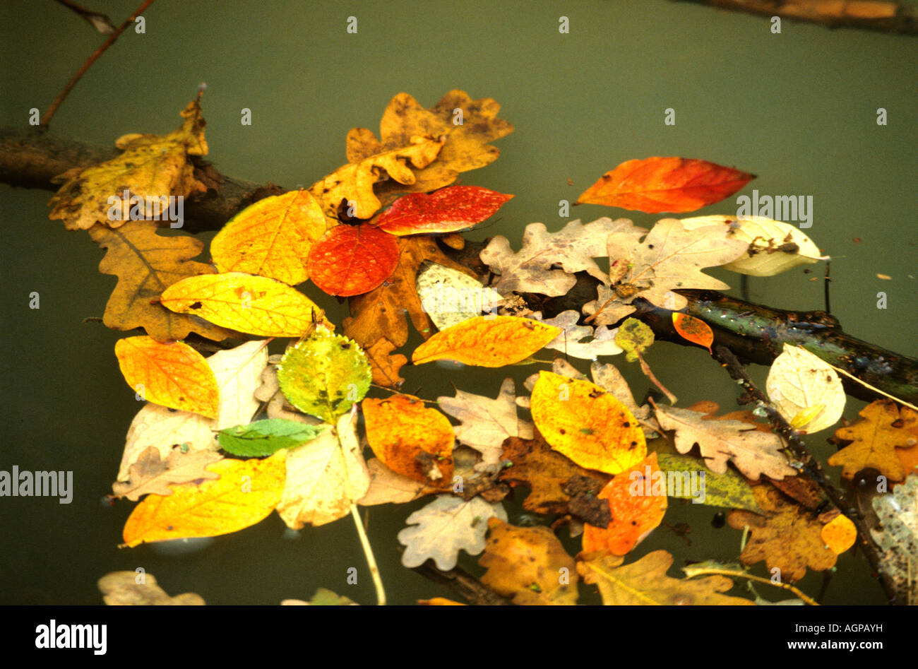 autumn leaves floating on water Stock Photo - Alamy
