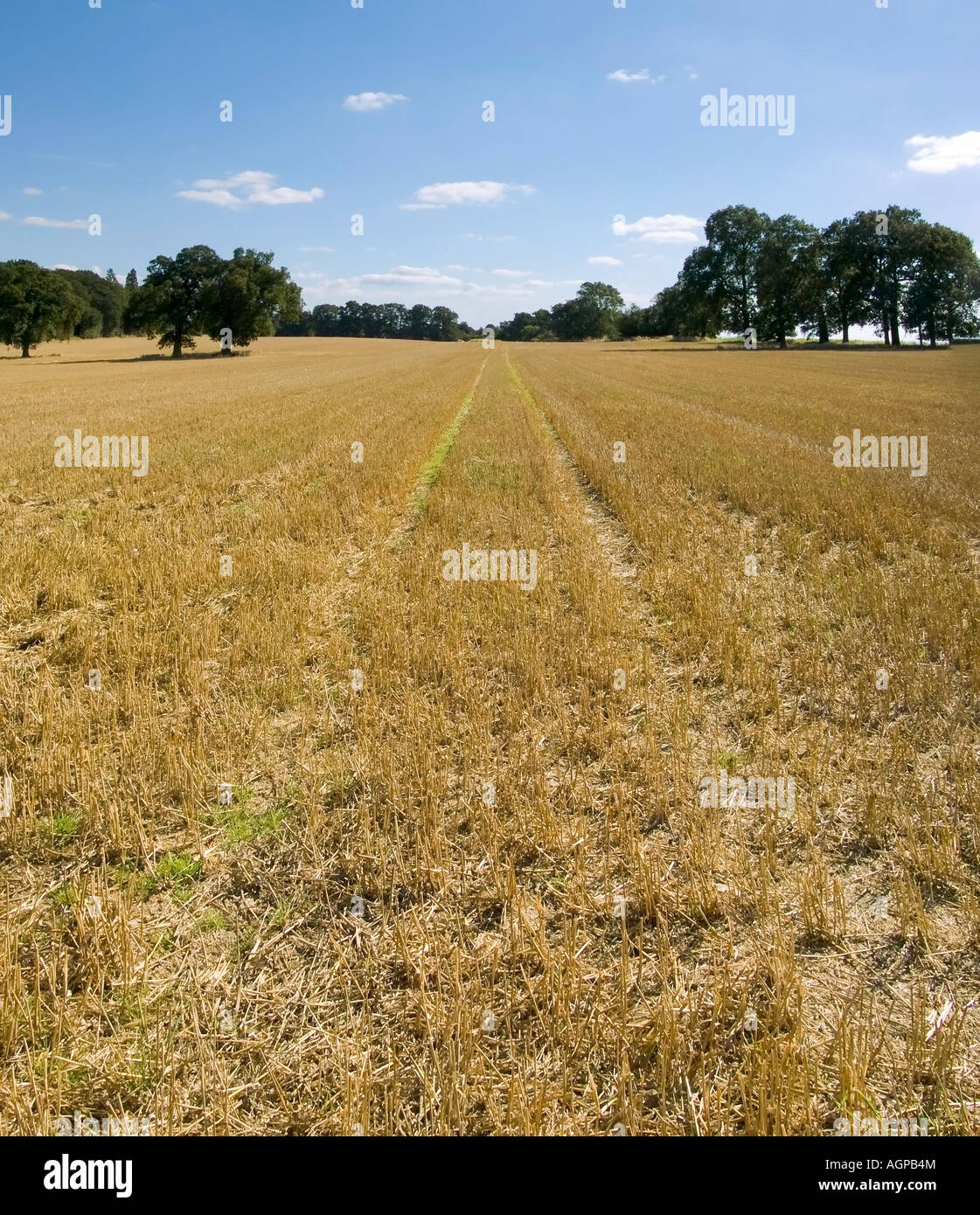 farmland empty cornfield after harvesting of arable crops Stock Photo ...