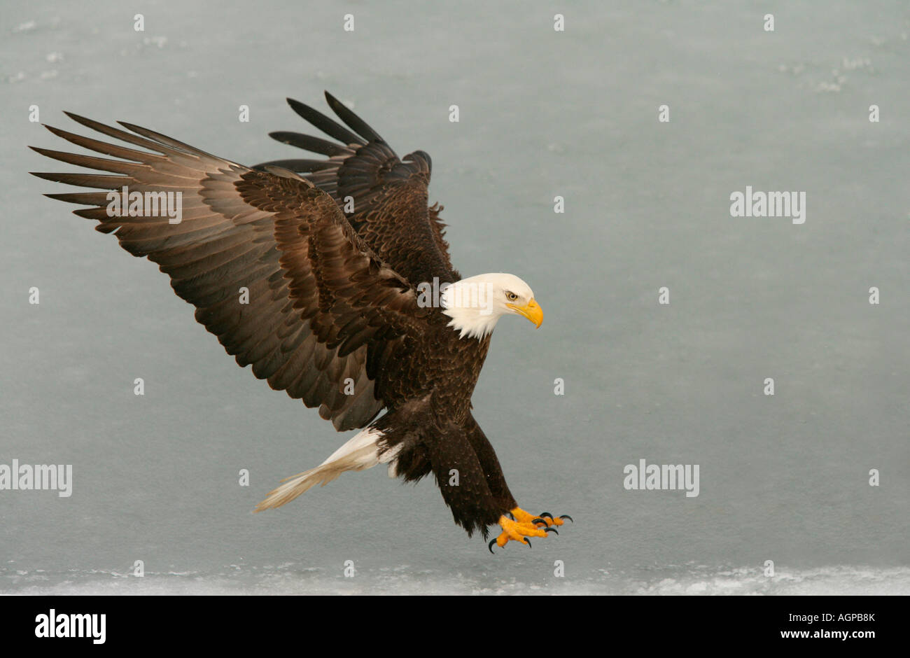 Landing posture hi-res stock photography and images - Alamy
