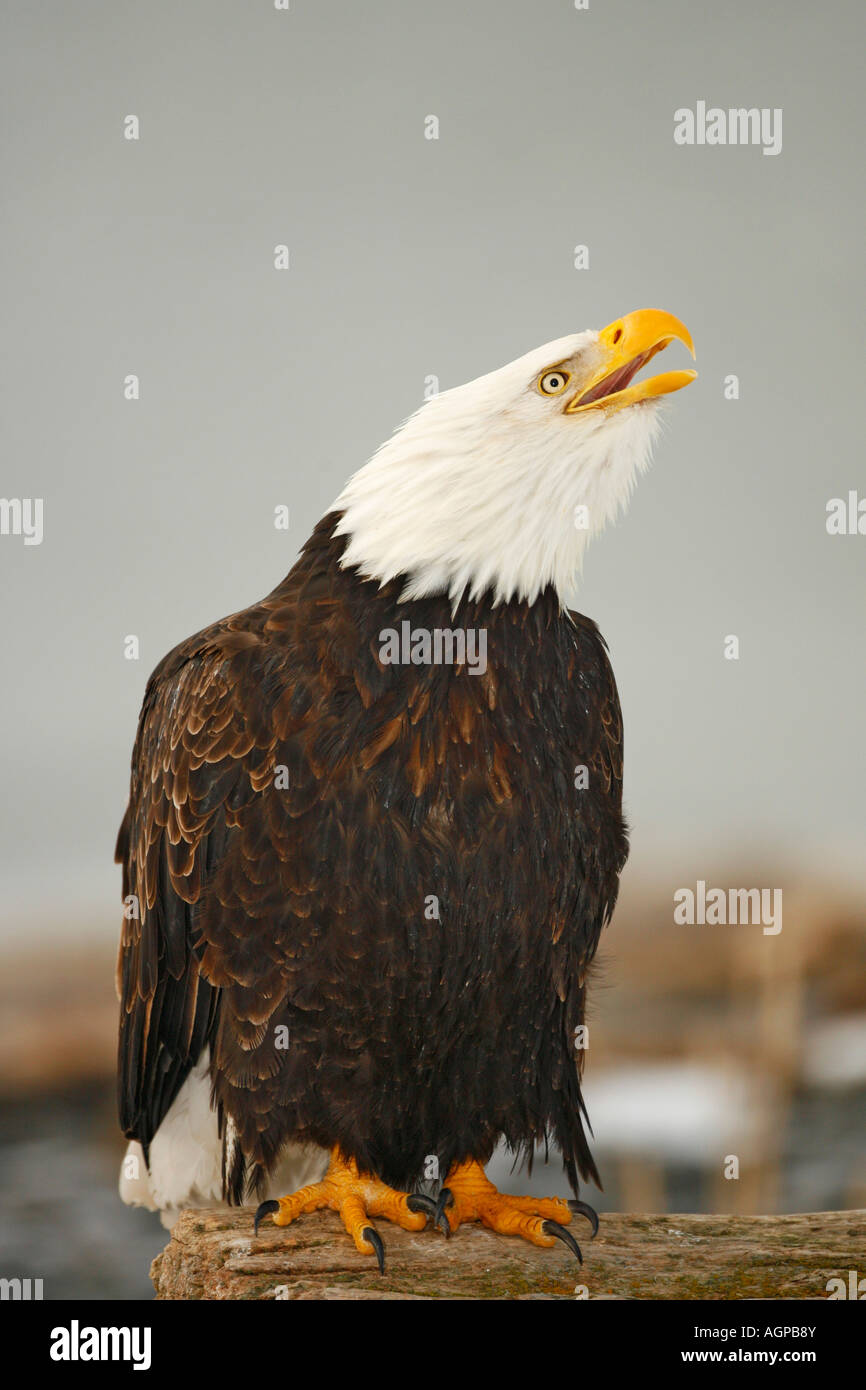USA, Alaska, Homer. Bald eagle sitting on log calling Stock Photo - Alamy