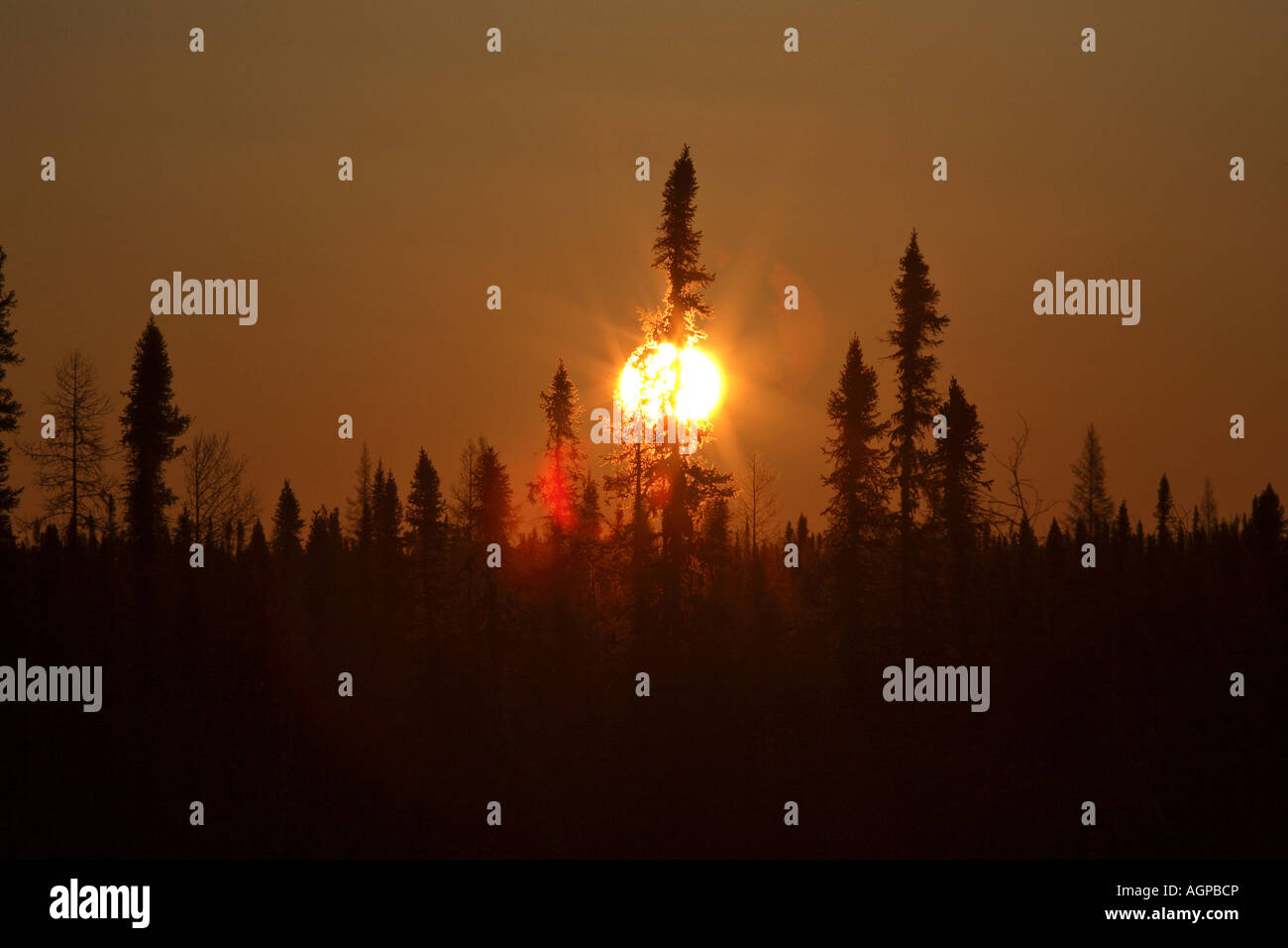 Sun rising behind Pine trees in Northern Saskatchewan Stock Photo - Alamy