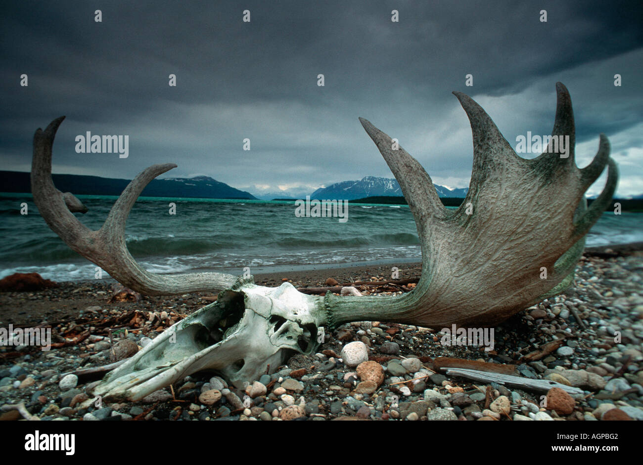 Moose skull hi-res stock photography and images - Alamy