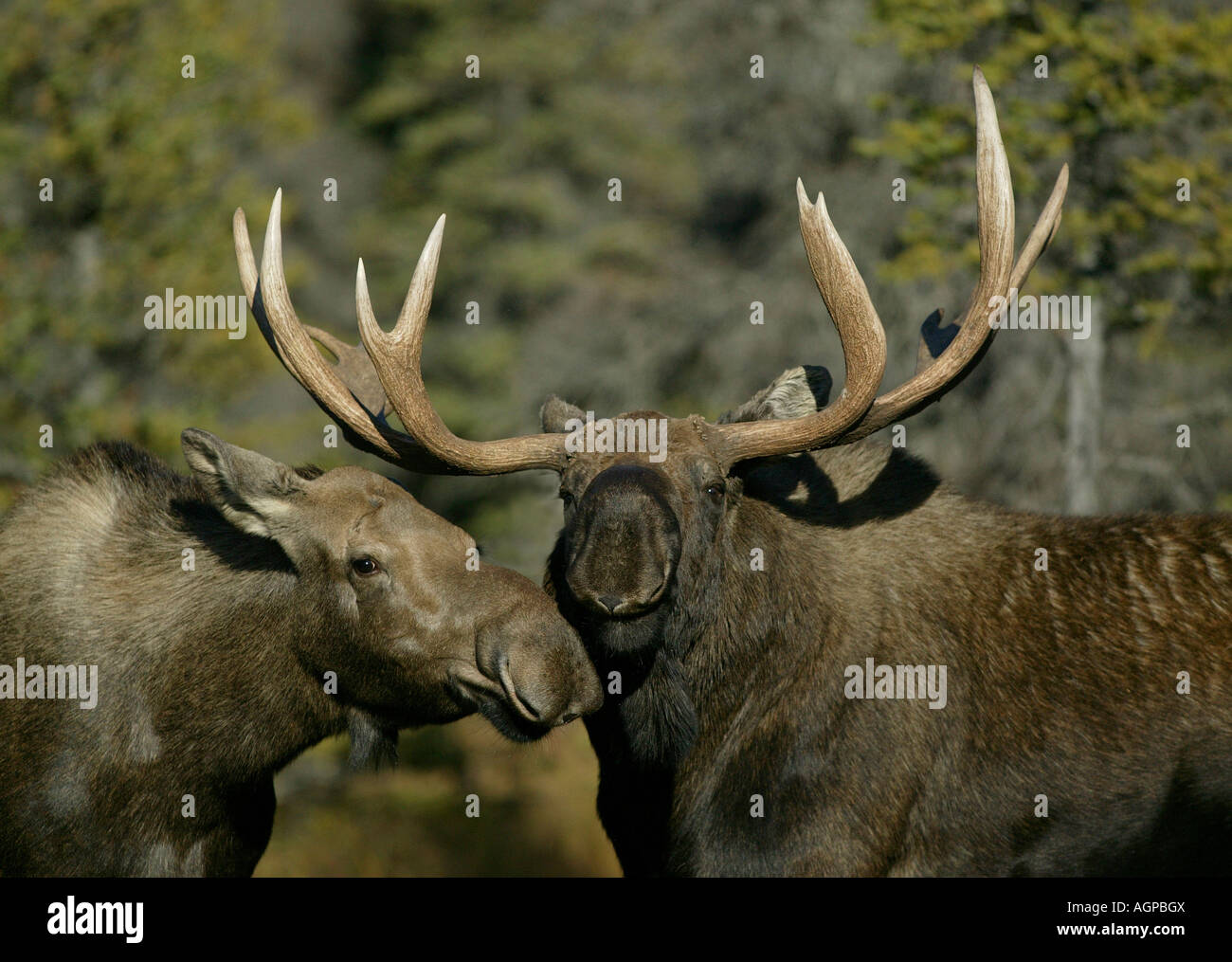 USA, Alaska, Anchorage. Close-up of male and female moose nuzzle Stock ...