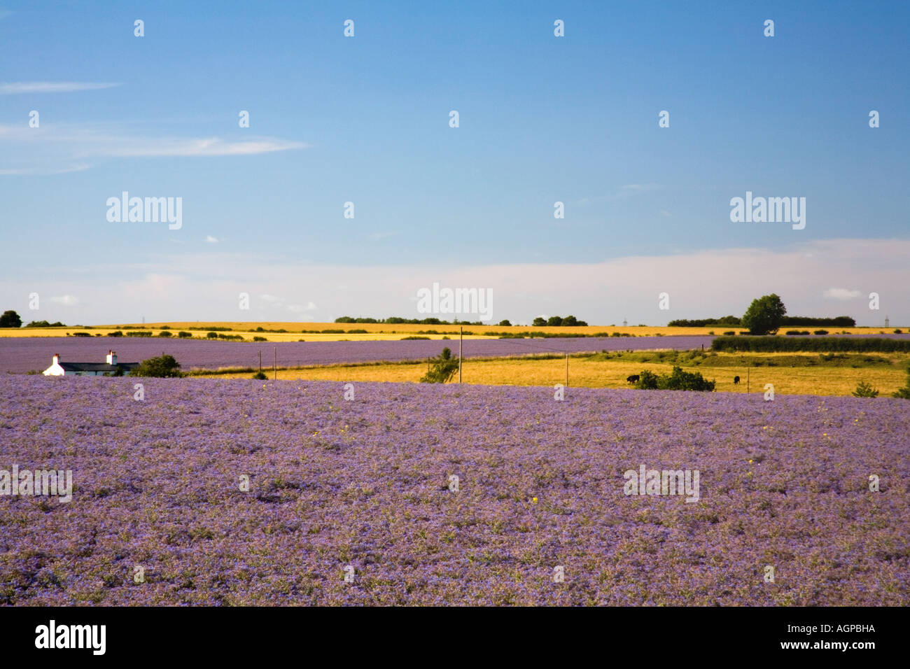 Borrage Fields in North East Lincolnshire England UK Stock Photo - Alamy