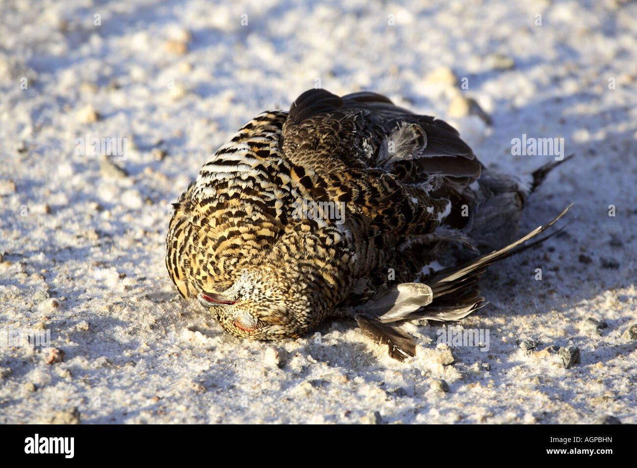 Logging In Saskatchewan High Resolution Stock Photography and Images ...