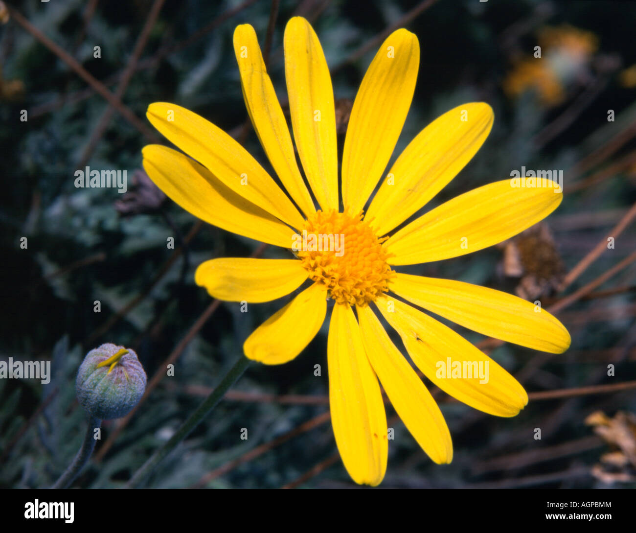 Yellow bush daisy euryops pectinatus hi-res stock photography and ...