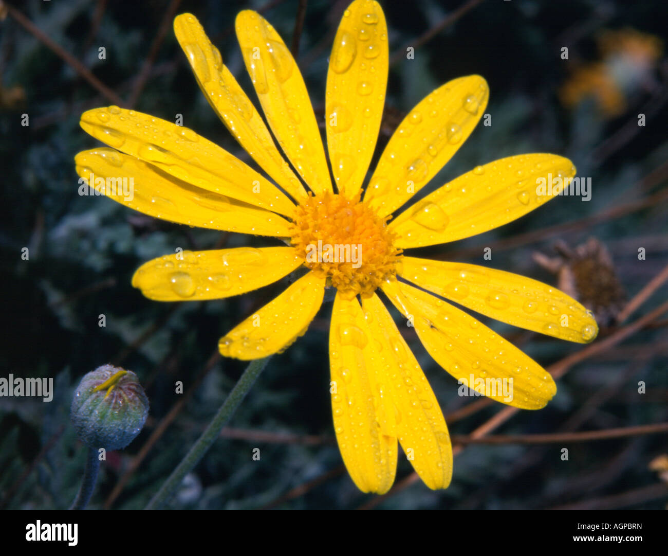 Euryops yellow bush daisy euryops hi-res stock photography and images ...