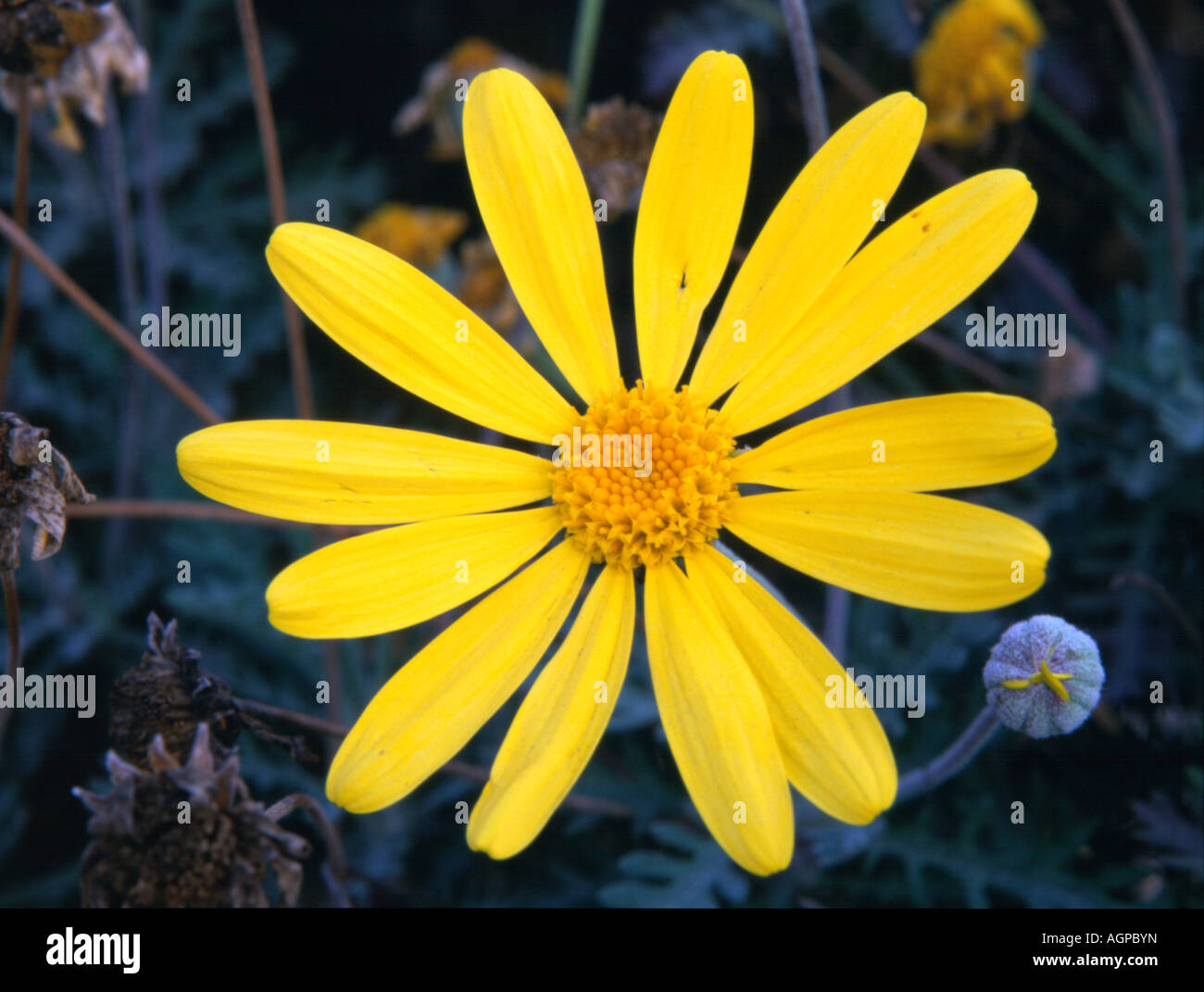 Yellow bush daisy euryops pectinatus hi-res stock photography and ...