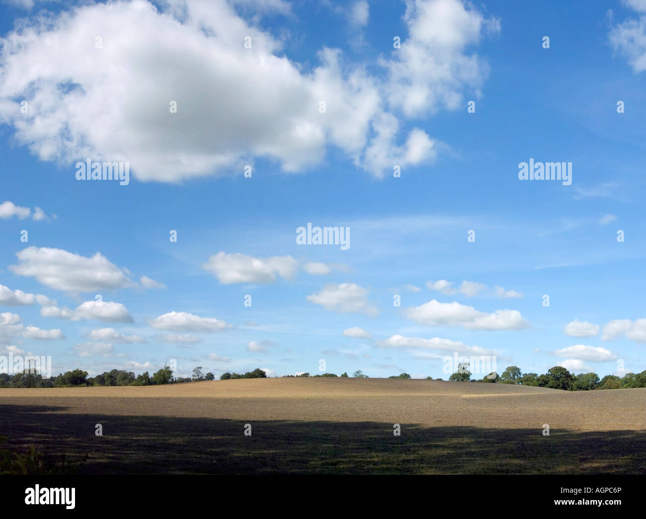 farmland empty cornfield after harvesting of arable crops Stock Photo ...