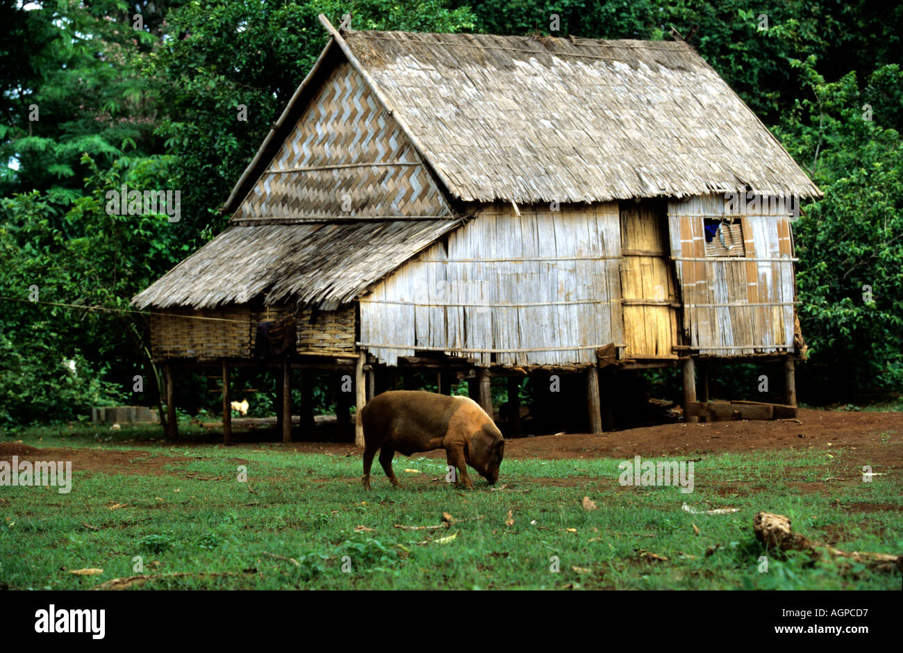 Pig in front of house near Banlung Stock Photo - Alamy
