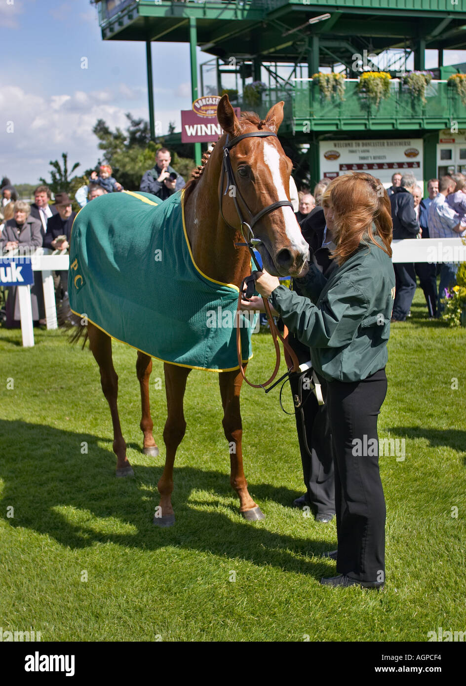 Race Horse In Winners Enclosure High Resolution Stock Photography and Images - Alamy