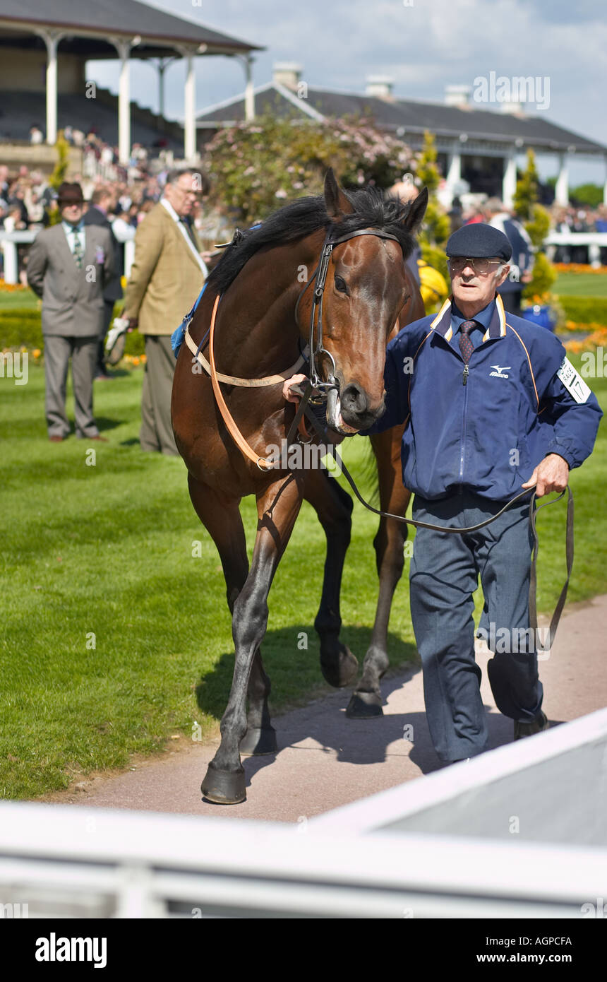 Racehorse being led round a Parade Ring Stock Photo - Alamy