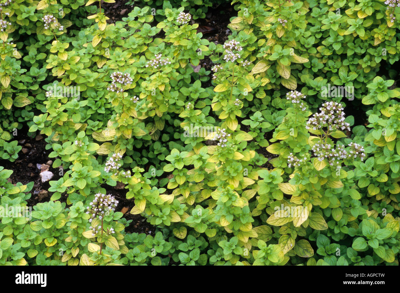 Origanum vulgare aureum hi-res stock photography and images - Alamy