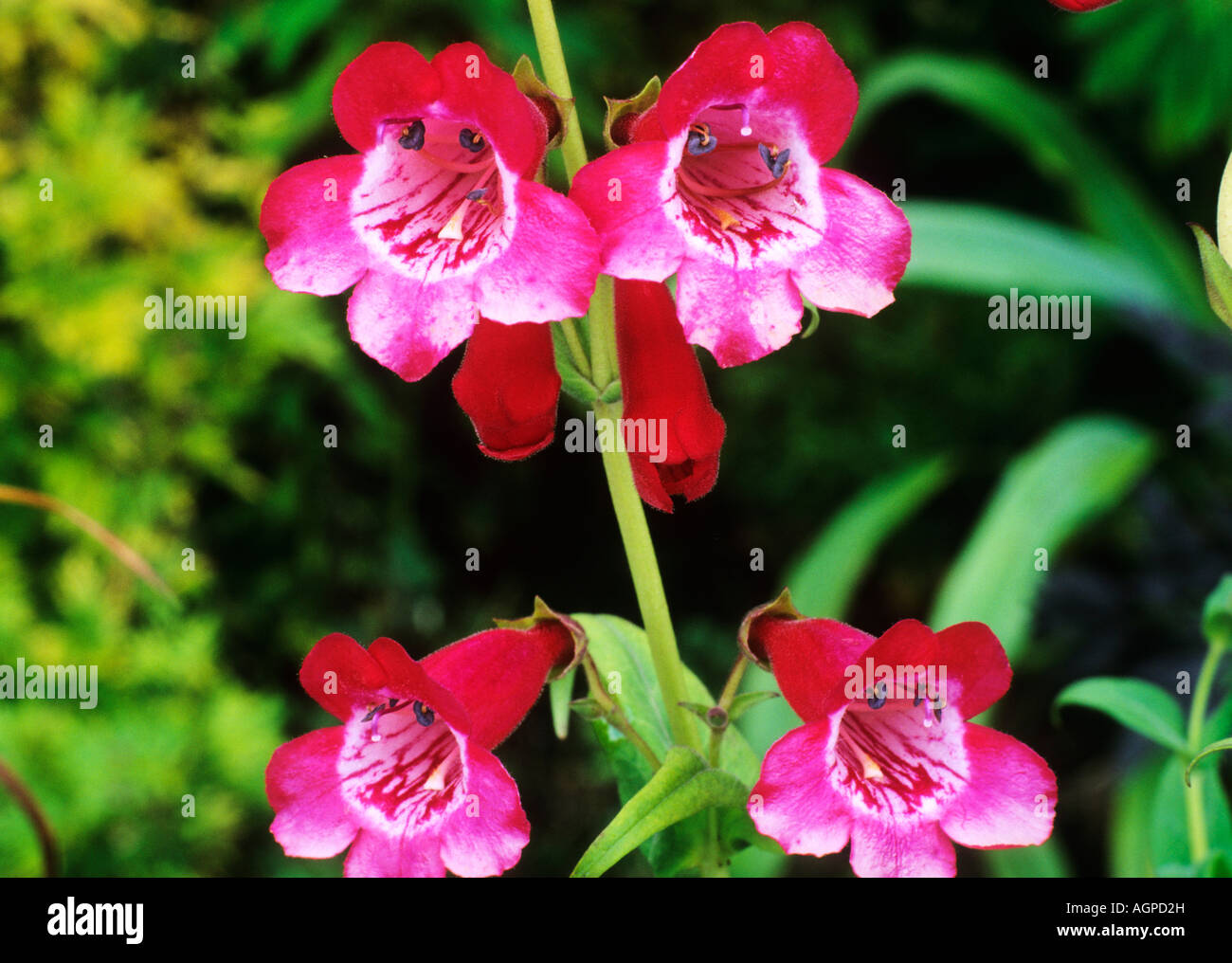 Penstemon etna hi-res stock photography and images - Alamy