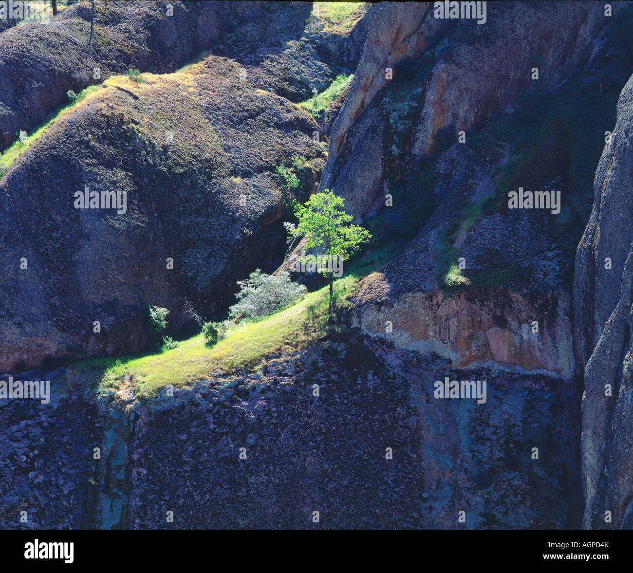 USA, California, Pinnacles National Monument. A tree grows on a grassy ...