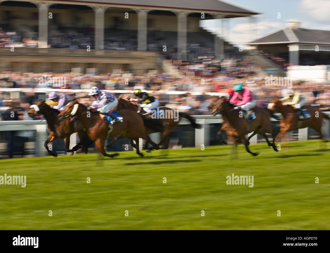 Horses in race for the finishing post Stock Photo - Alamy