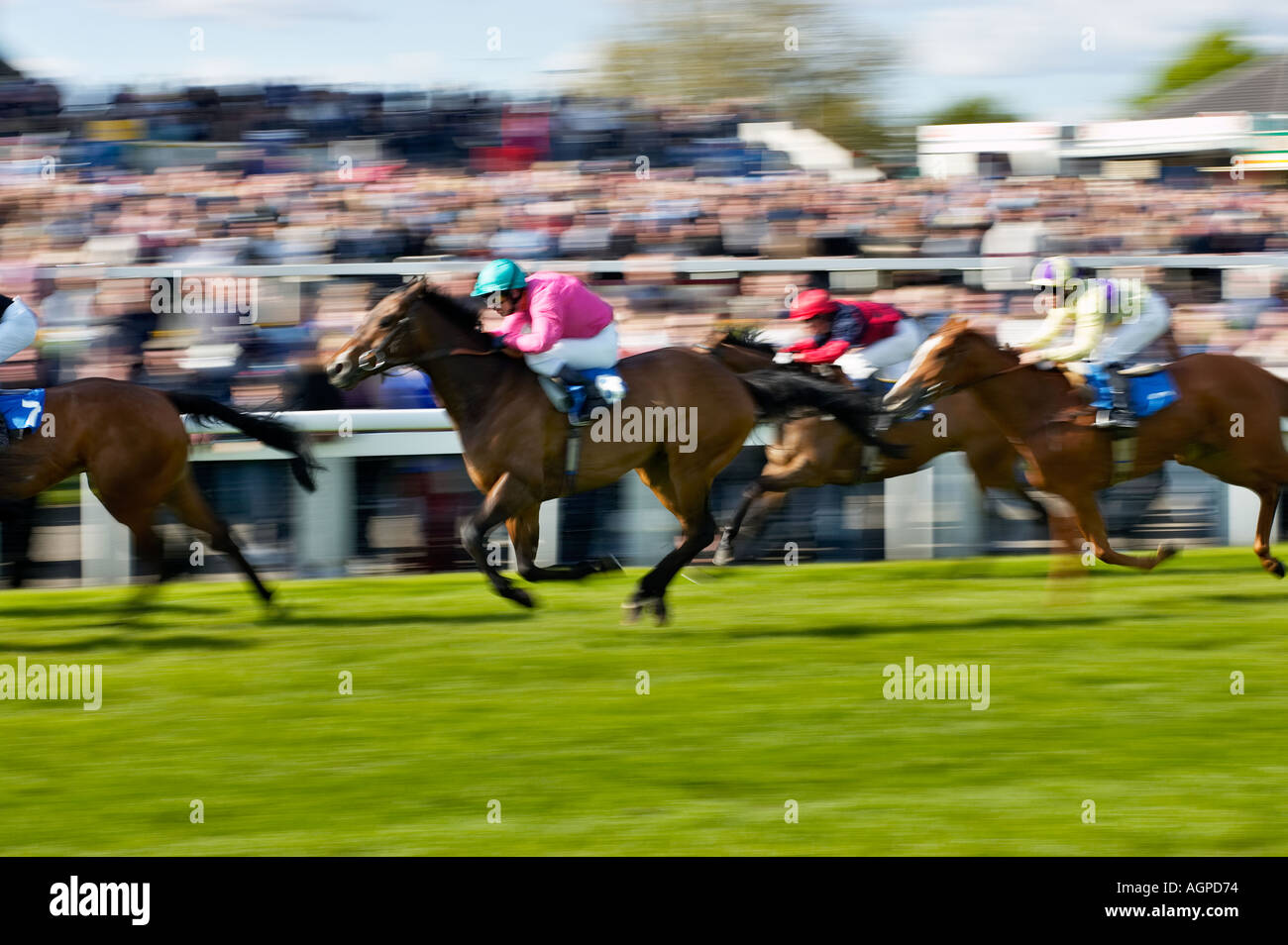 Horse racing in race for the finishing post passing the crowd with ...
