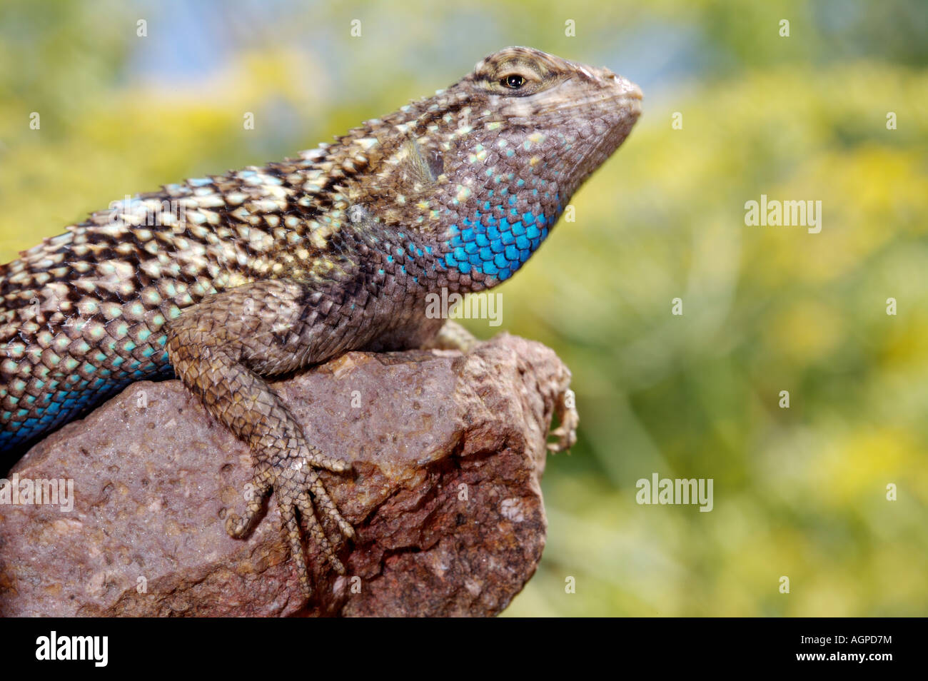 USA, California, Lakeside. Close-up of male western fence or blue belly ...